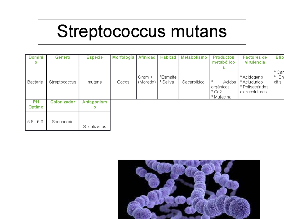 Cuadros microbiologia - Domini o Bacteria Genero Streptococcus Especie mutans Morfología Cocos ...