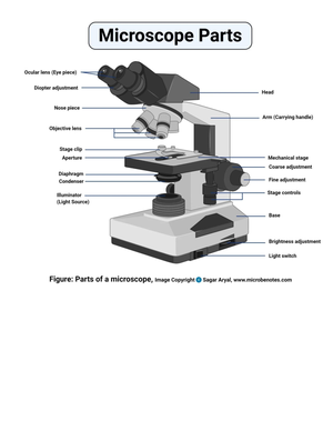 Anaphy Midterms - MUSCLE - MUSCLE TISSUES PREFIX: MYO – muscle MYS ...