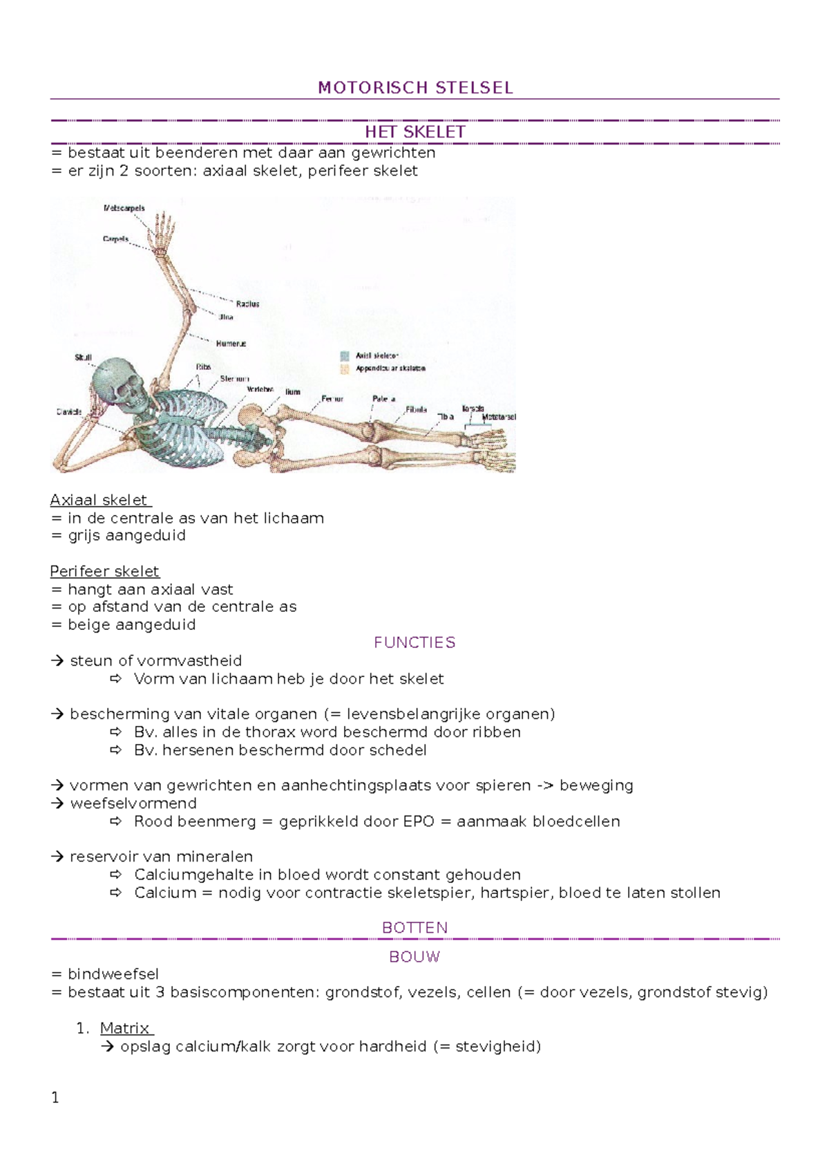 Motorisch stelsel - MOTORISCH STELSEL HET SKELET = bestaat uit ...