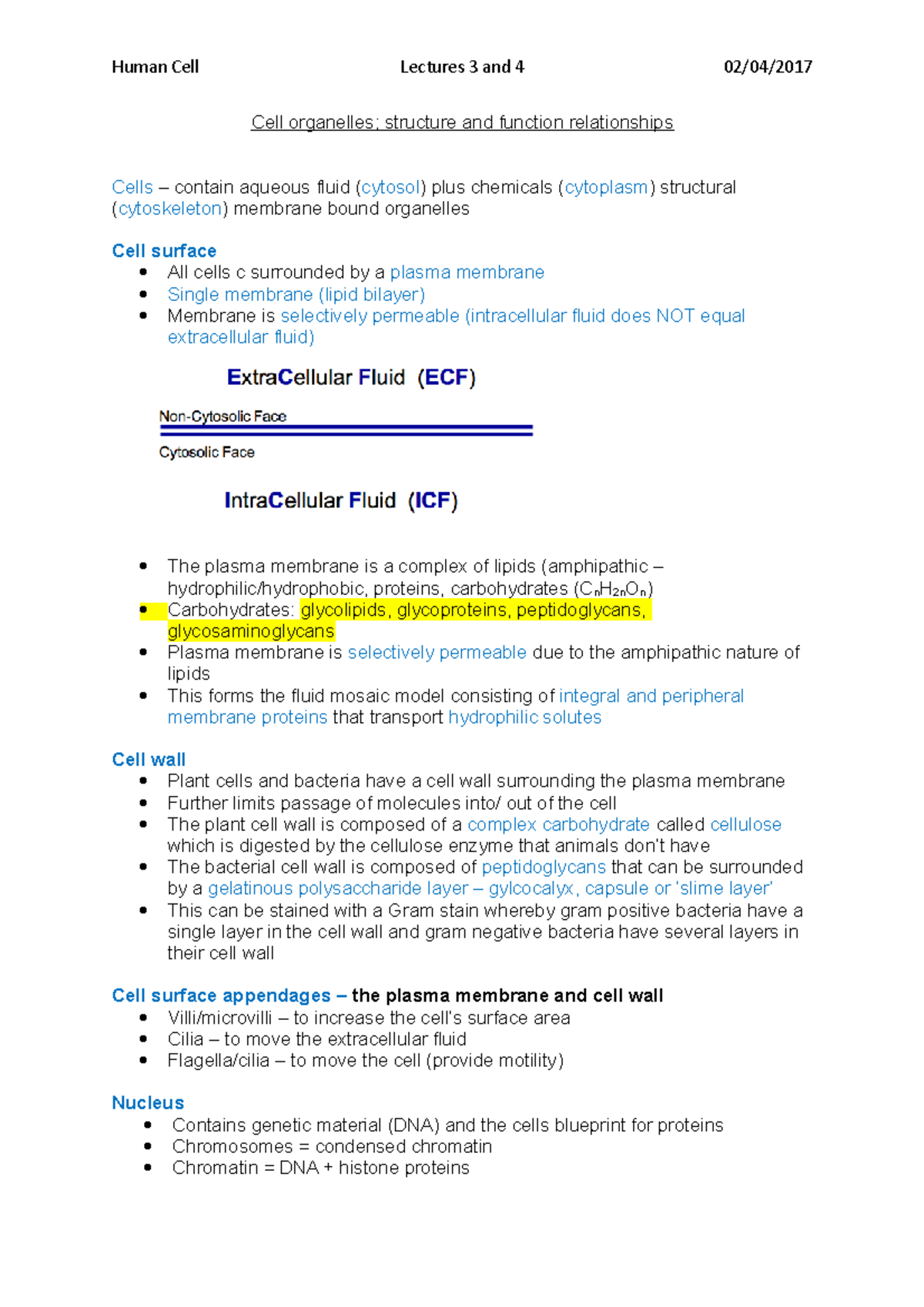 Cell organelles - Lecture notes 3-4 - Human Cell Lectures 3 and 4 02/04 ...