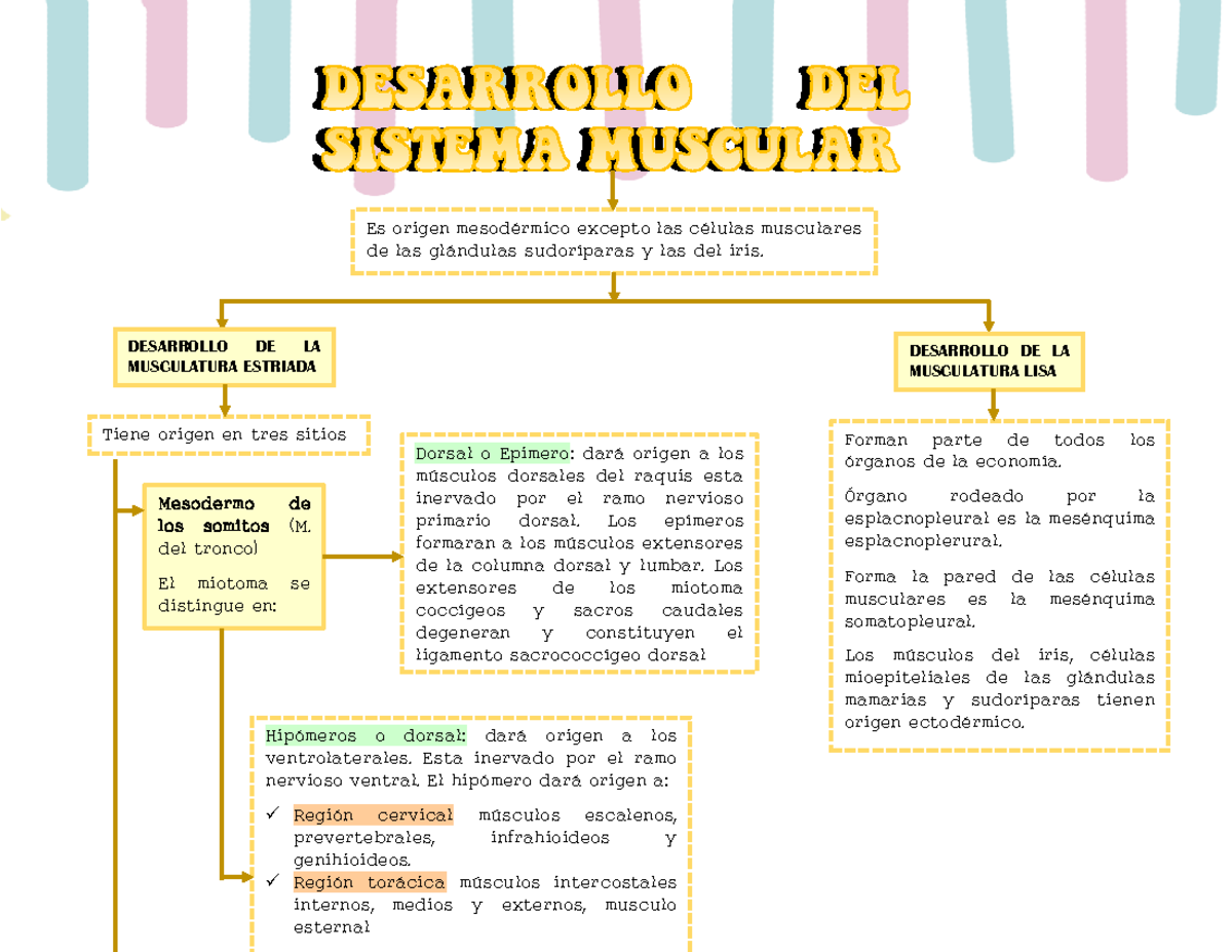 Desarrollo DEL Sistema Muscular - DESARROLLO DEL SISTEMA MUSCULAR Es ...