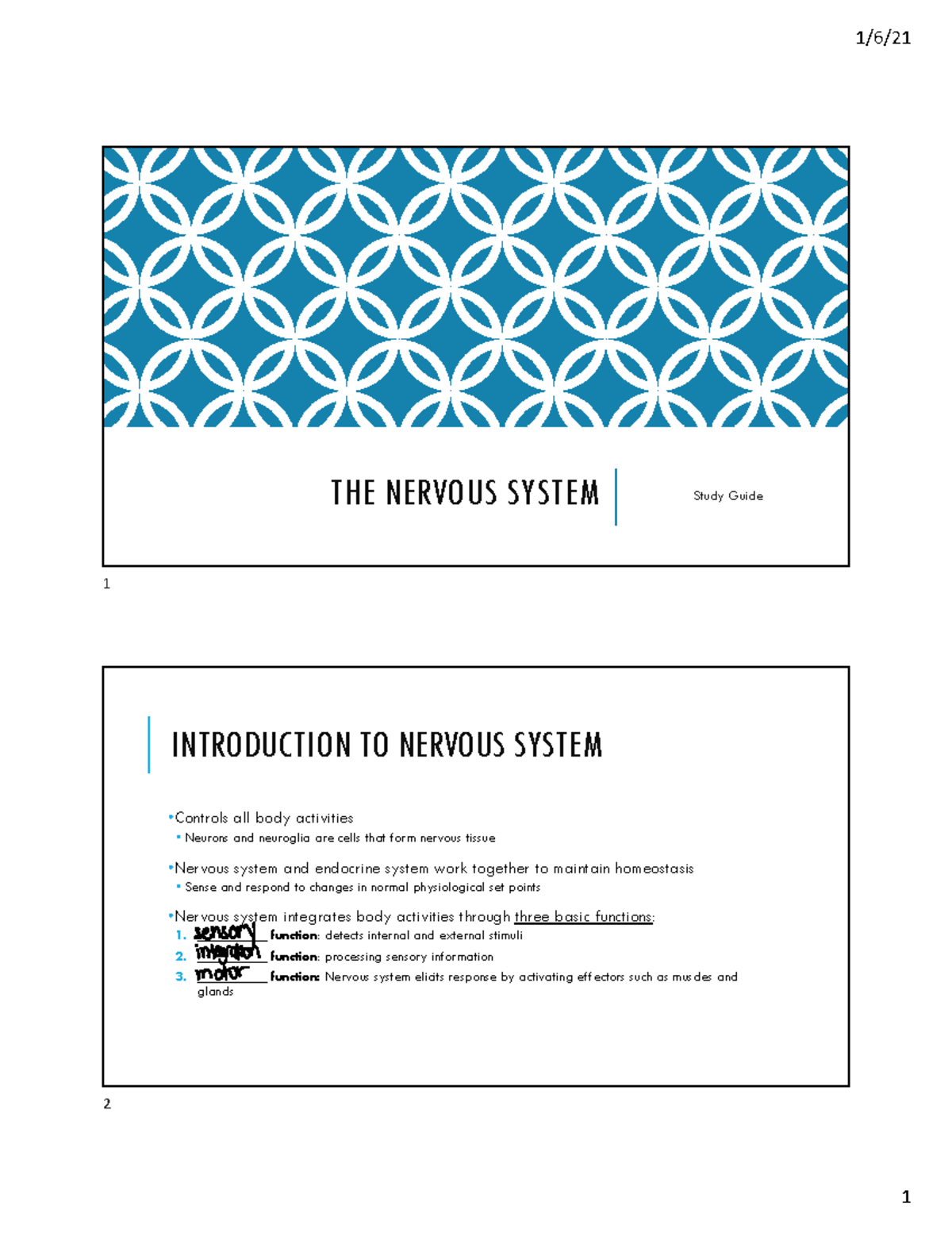 Study Guide 7 Hugh - THE NERVOUS SYSTEM Study Guide 1 INTRODUCTION TO ...