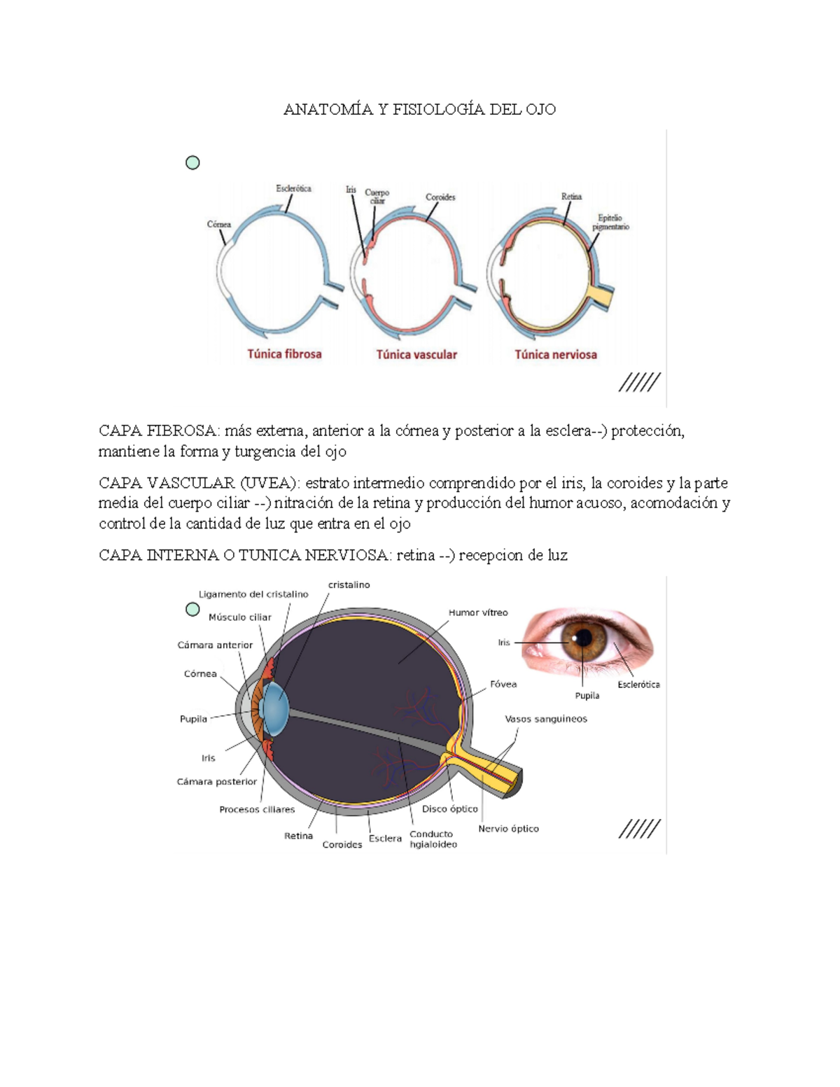 Oftamología, clases - ANATOMÍA Y FISIOLOGÍA DEL OJO CAPA FIBROSA: más ...