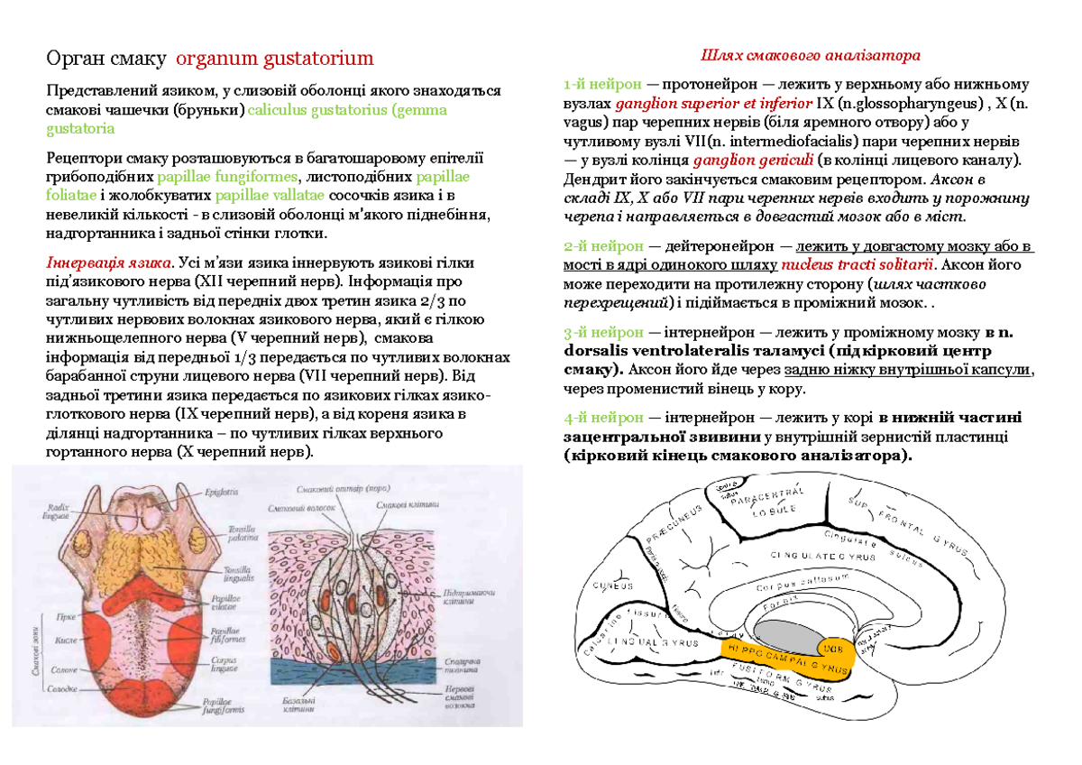 орган смаку, нюху і дотику - Орган смаку organum gustatorium ...