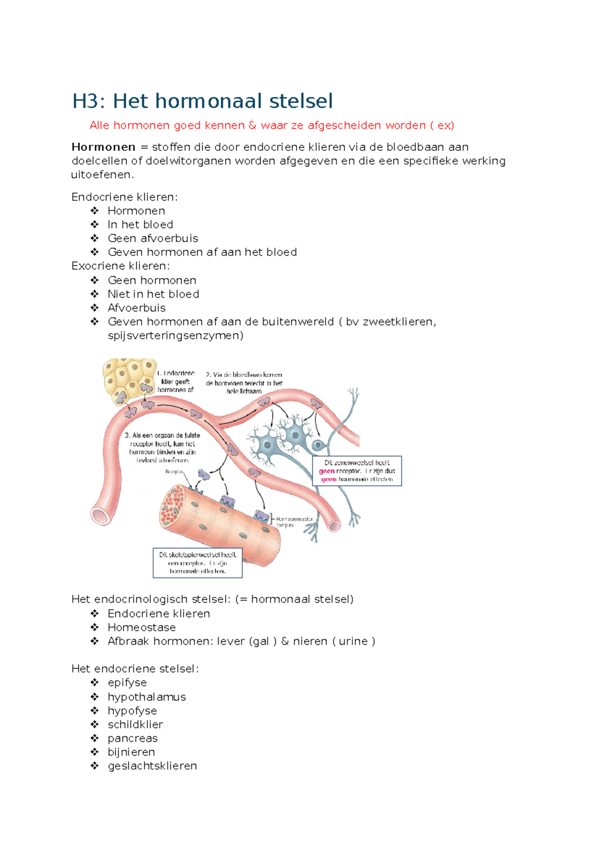 Orthopedagogie h3 - H3: Het hormonaal stelsel Alle hormonen goed kennen ...
