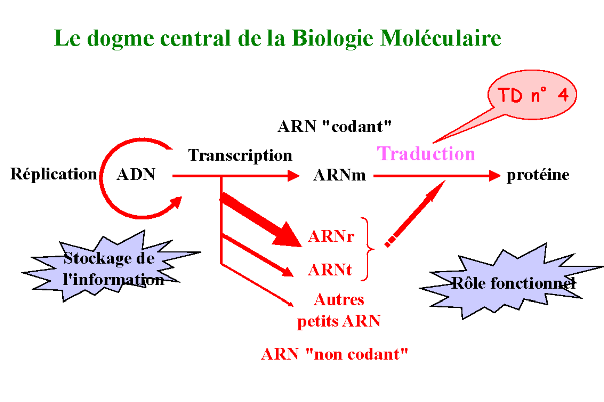 Cours 4 Traduction - ADN ARNm Transcription Traduction Réplication ...