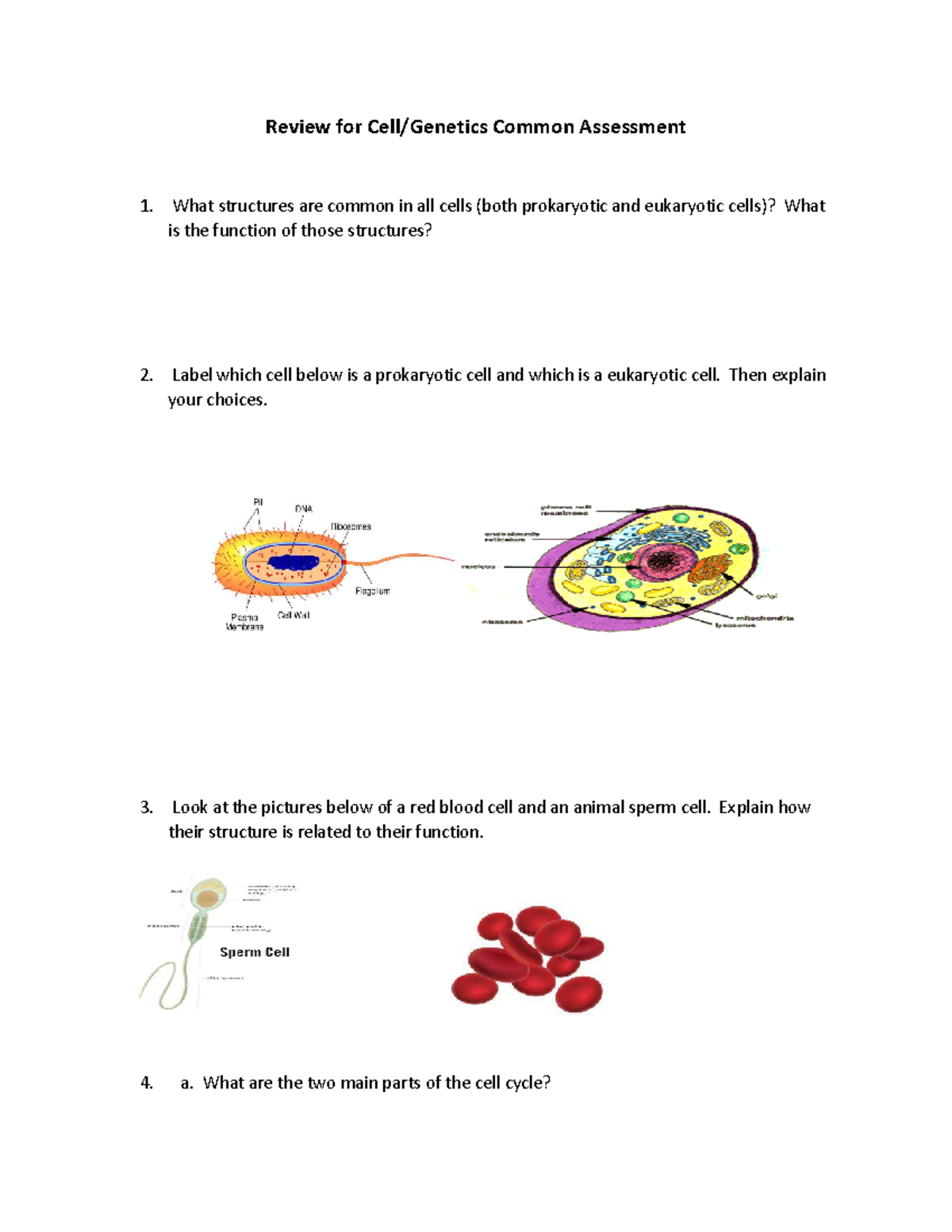 Kami Export - Nelchael Merivil - Review for Celland Genetics CA ...
