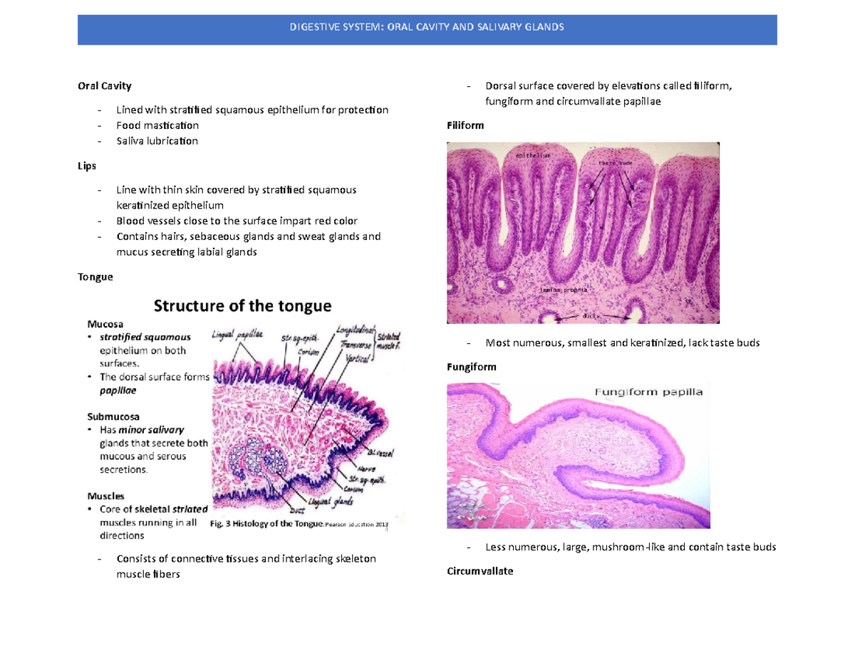 Digestive System ORAL Cavity AND Salivary Glands - DIGESTIVE SYSTEM ...