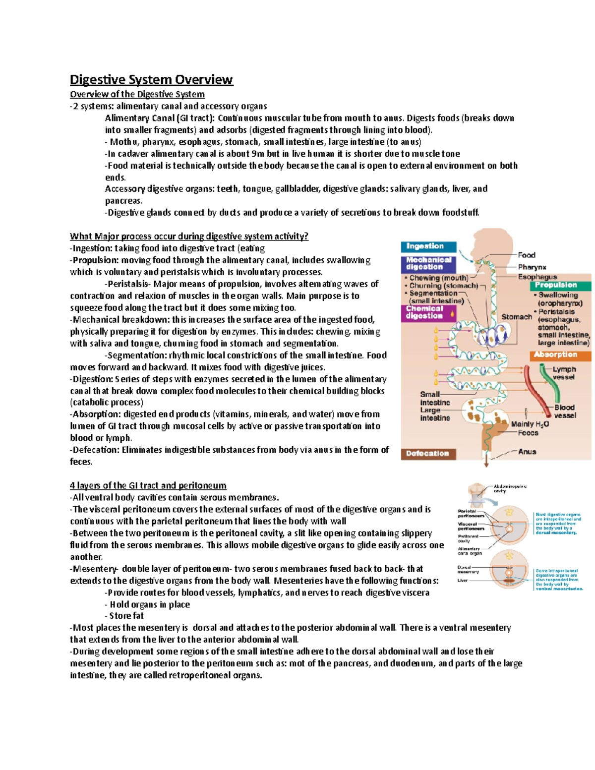Digestive System Overview - Digestive System Overview Overview of the Digestive System -2 ...