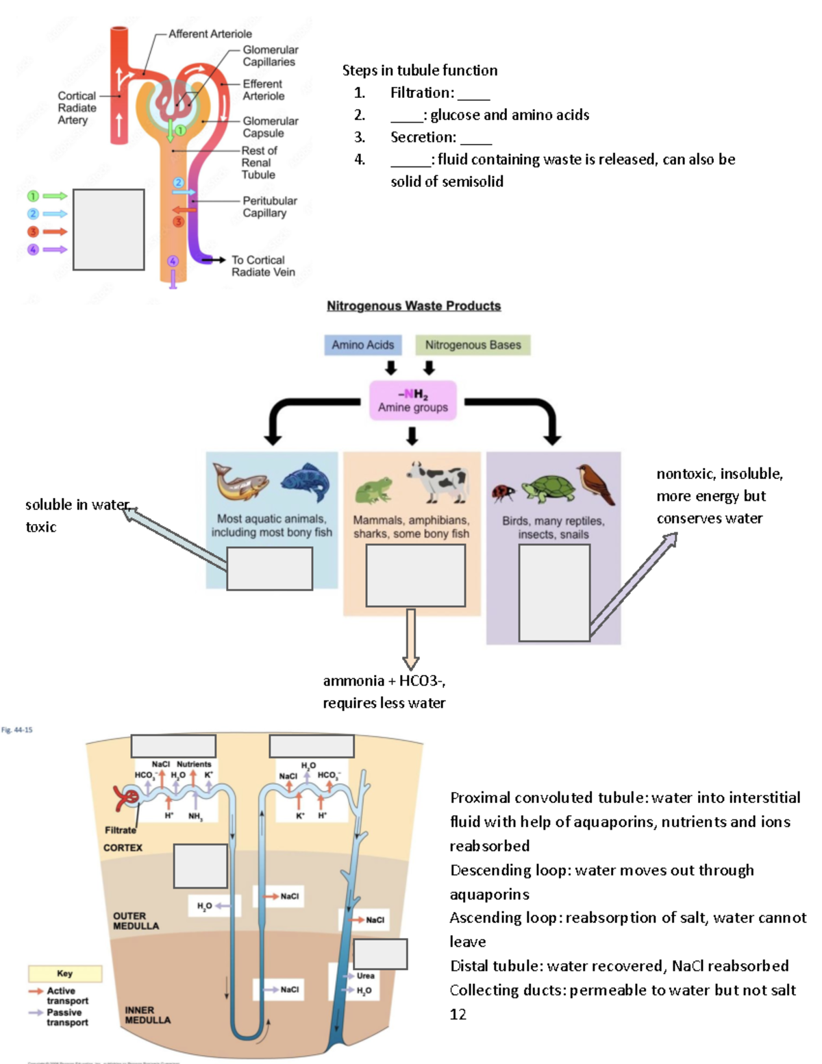 Osmoregulation Diagram - Steps in tubule function 1. Filtration: ____ 2 ...