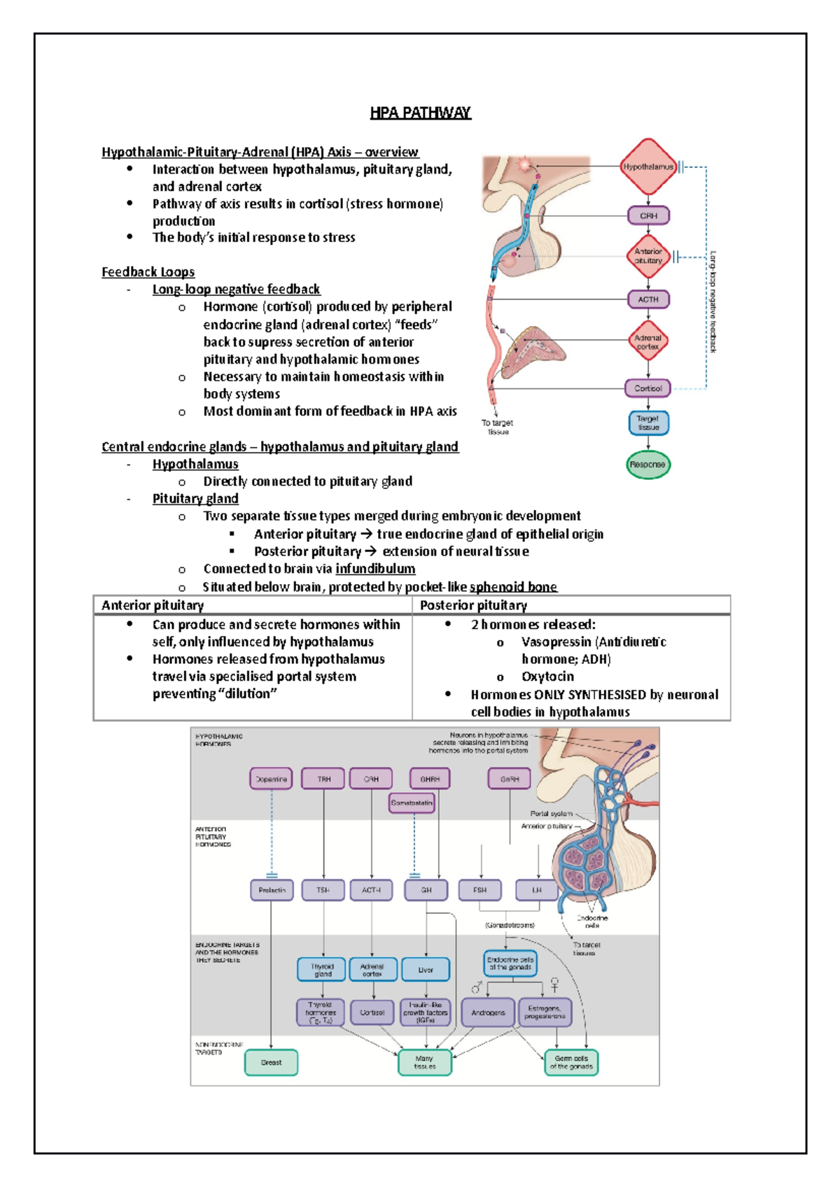 HPA Pathway - HPA PATHWAY Hypothalamic-Pituitary-Adrenal (HPA) Axis ...