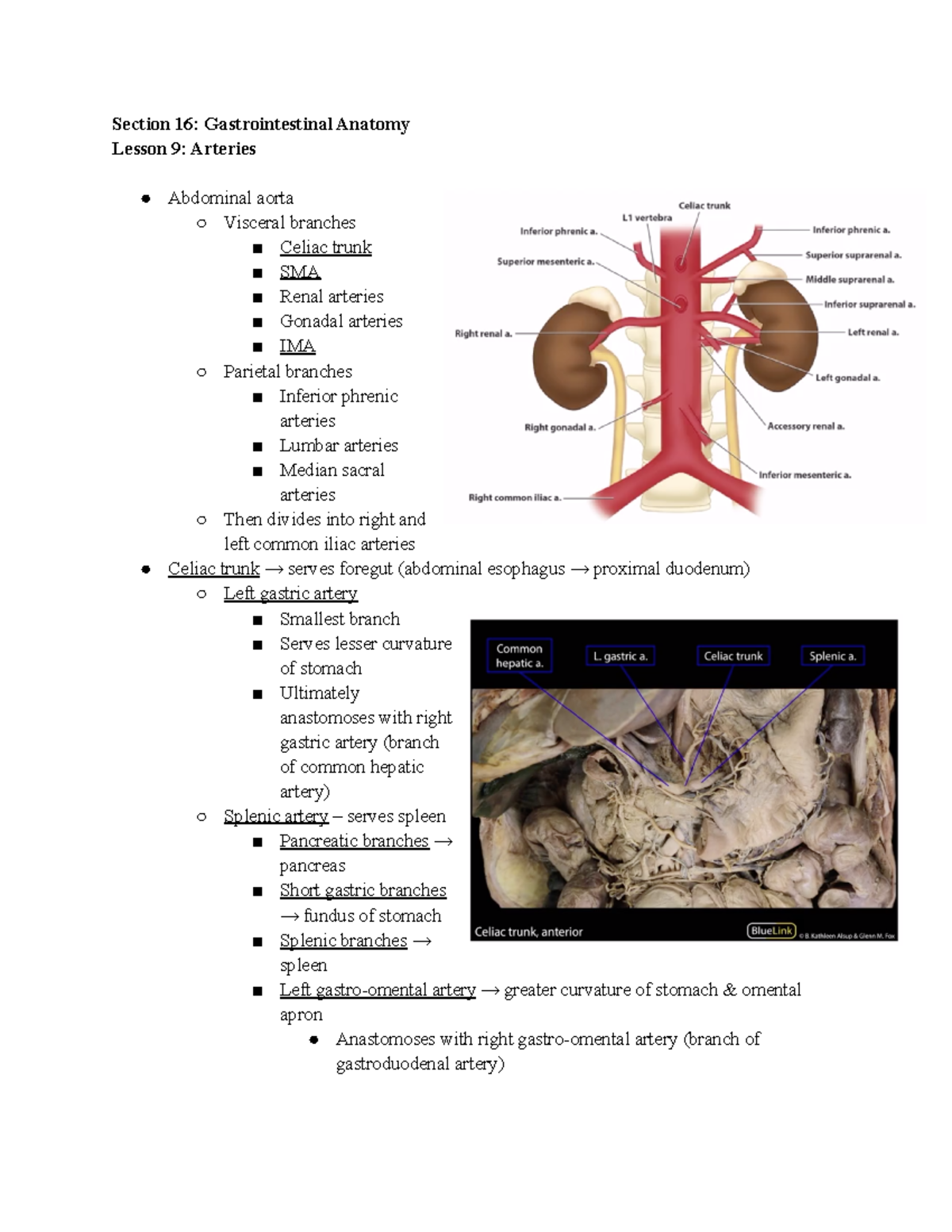 64- Gastrointestinal Arteries - Section 16: Gastrointestinal Anatomy ...