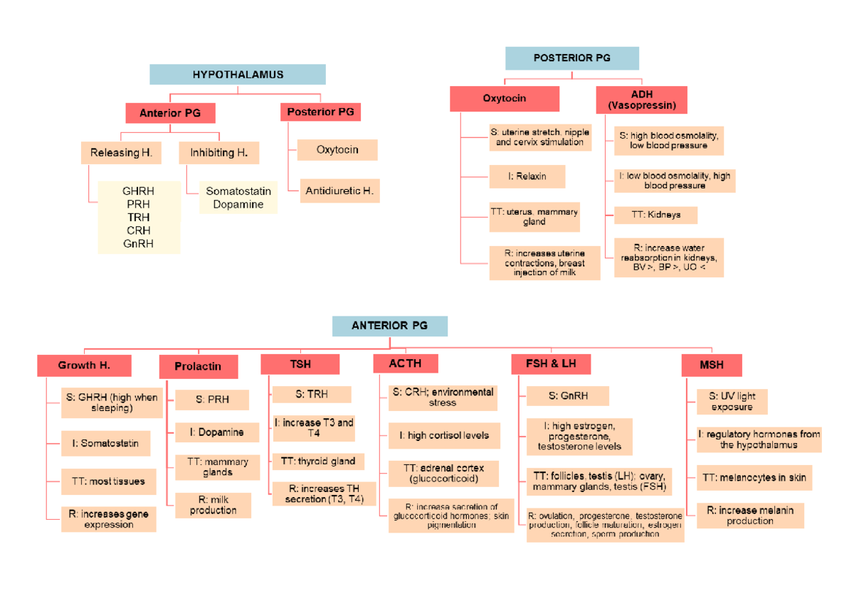 Endocrine System - Anatomy and Physiology - Studocu