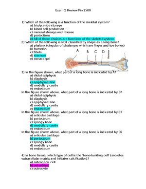 Anatomy Chapter 10 and 11 Muscles Study Guide - Anatomy Chapter 10 and ...