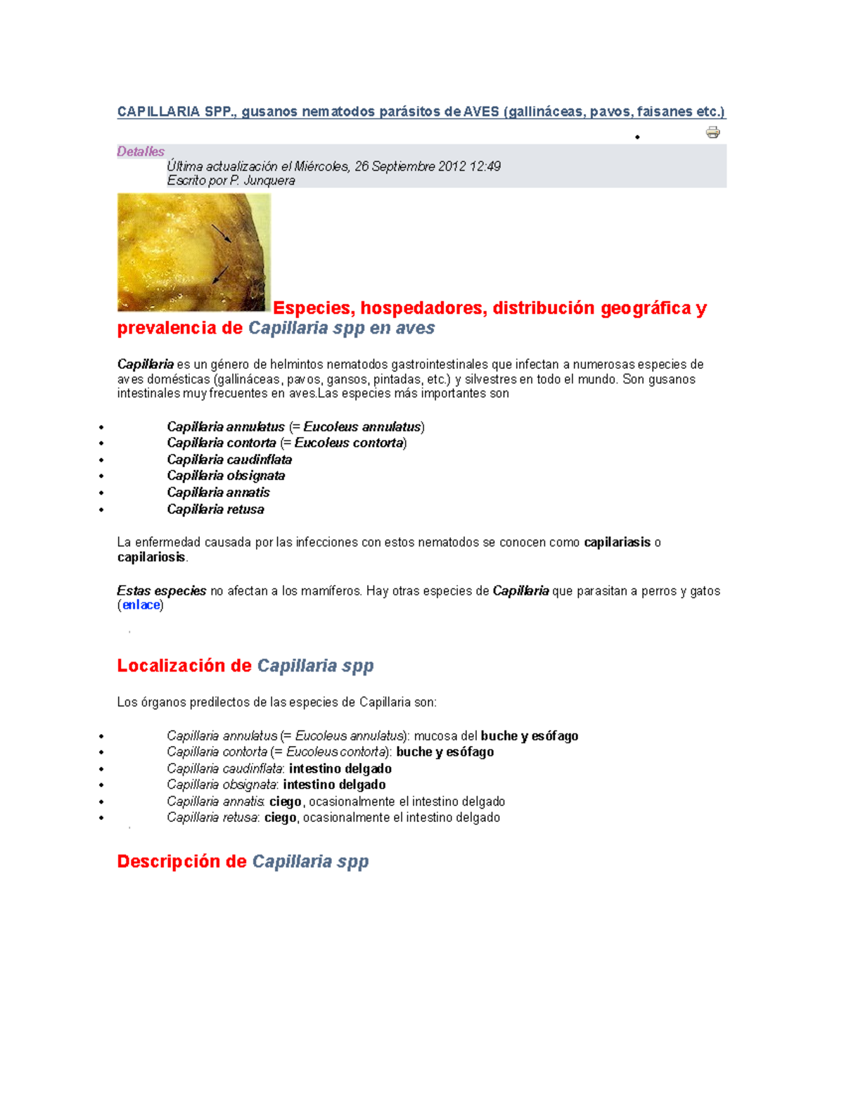 159517401 Capillaria SPP docx - CAPILLARIA SPP., gusanos nematodos ...
