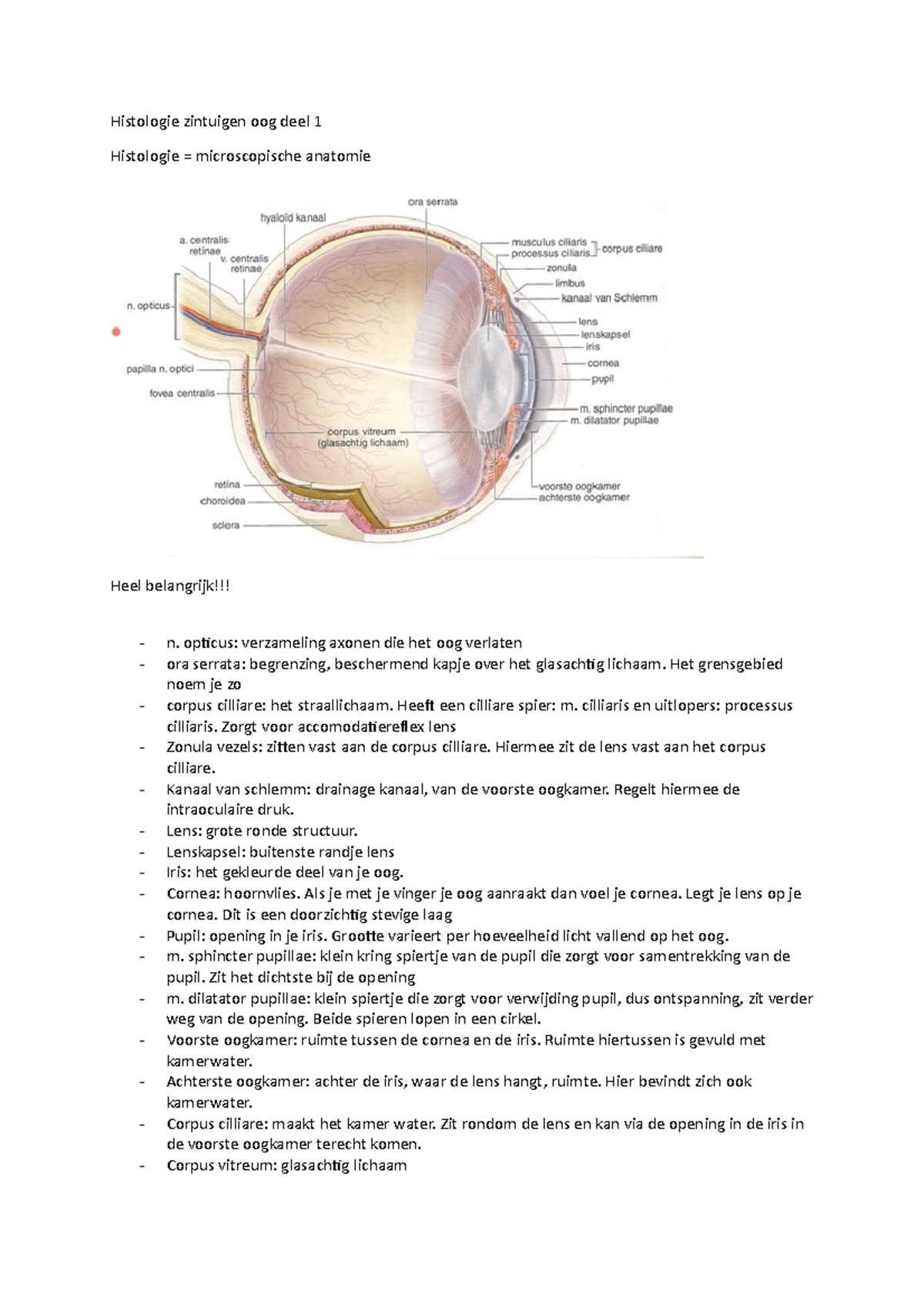 221015 Histologie HC zintuig oog deel 1 - Histologie zintuigen oog deel 1 Histologie = - Studeersnel