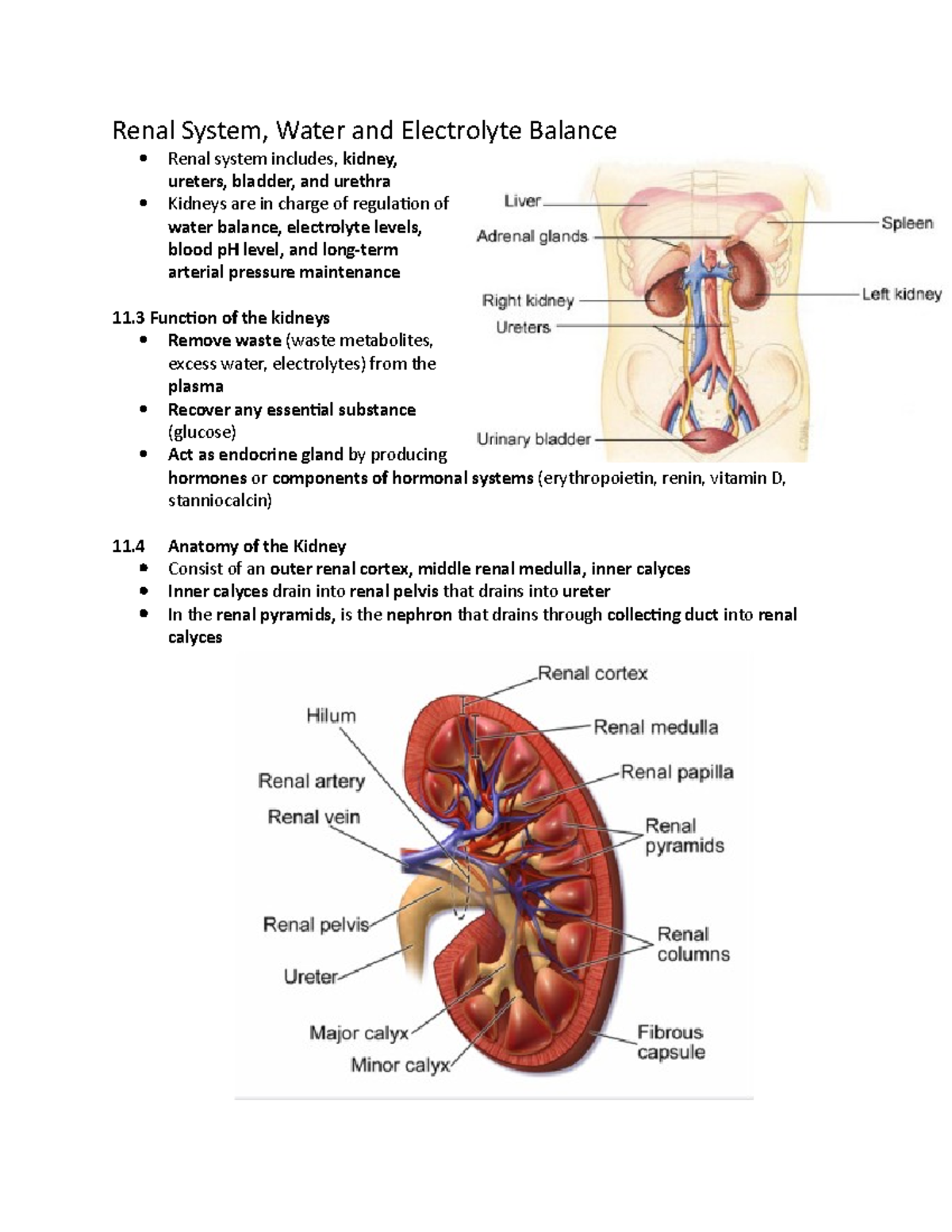Physio 2130 final exam - Lecture notes 11-16 - Renal System, Water and ...