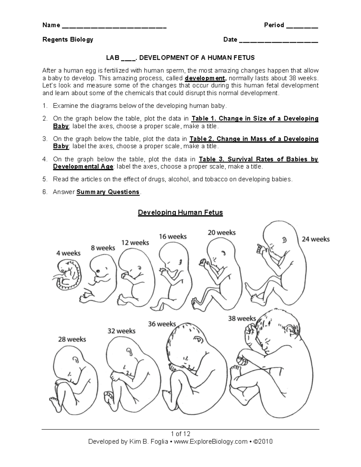 Fetal development lab new not used - Name ...