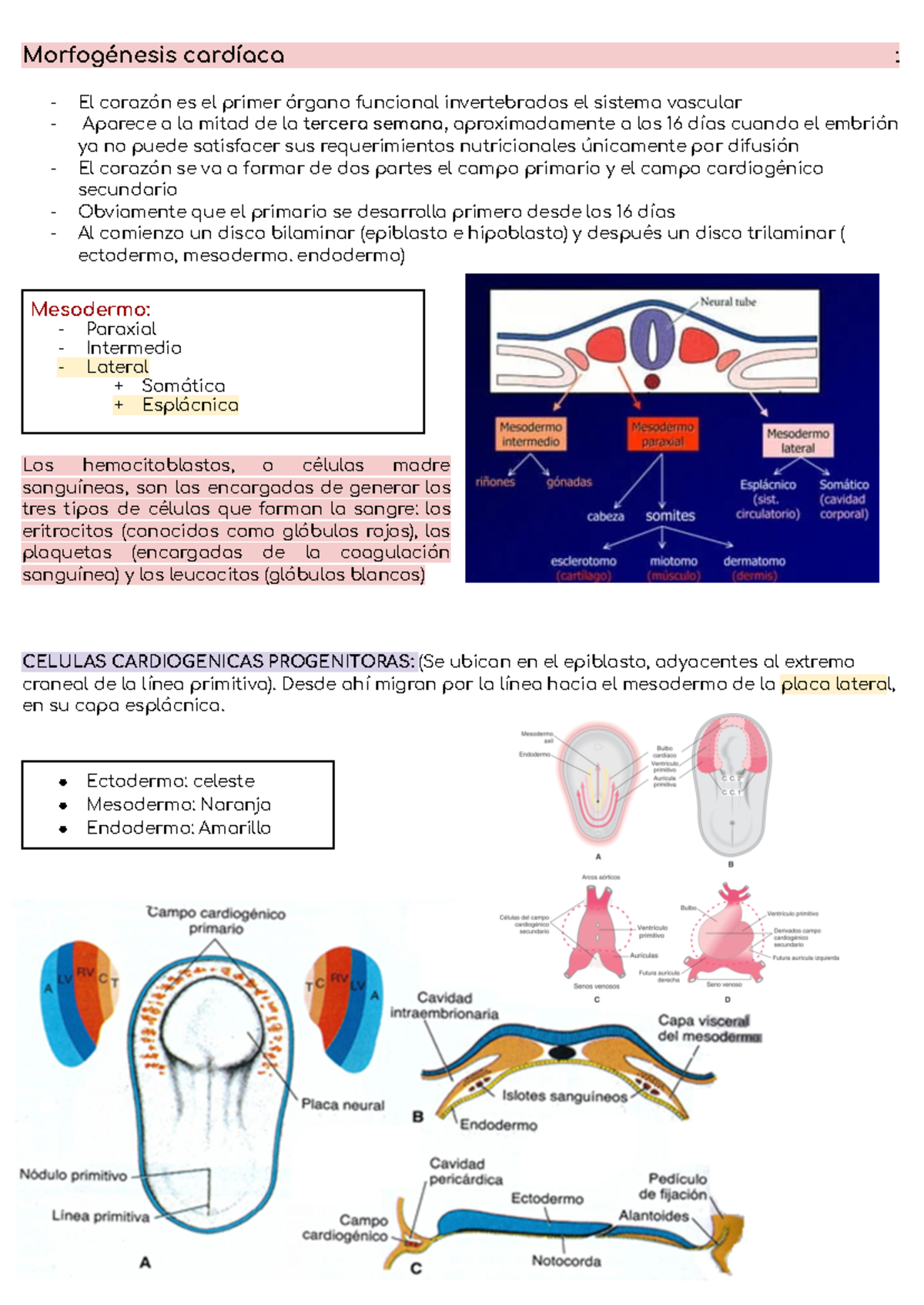 Sesión 02 Desarrollo del sistema circulatorio - ####### Morfogénesis ...
