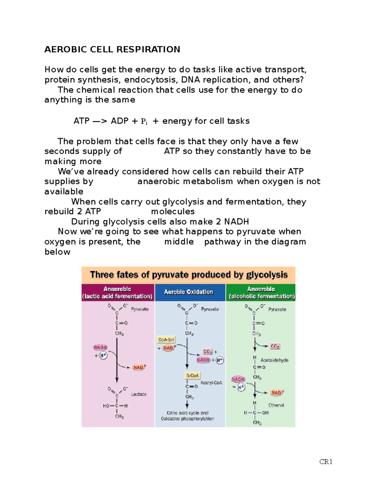 Aerobic Cell Respiration Word - AEROBIC CELL RESPIRATION How do cells ...