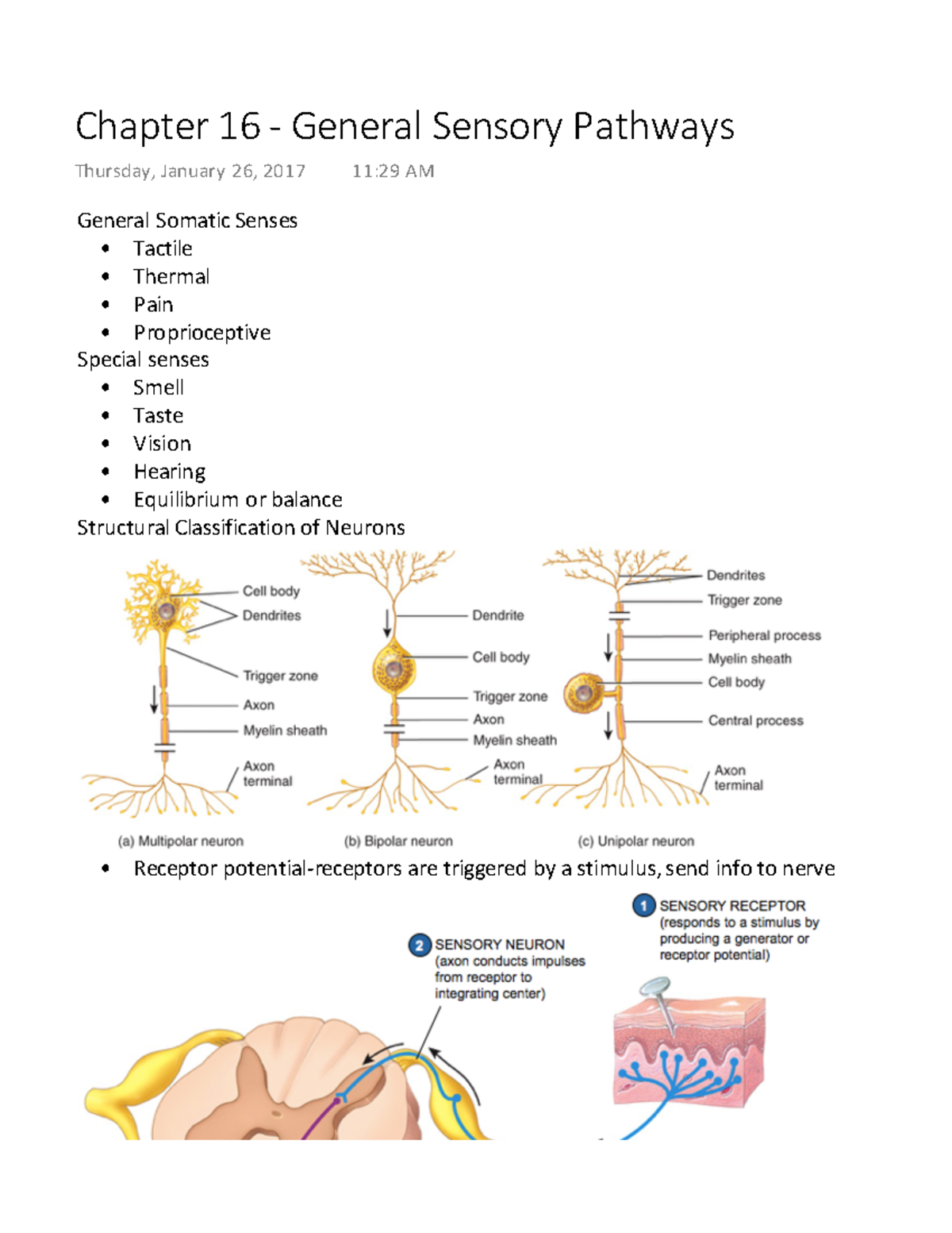 Chapter 16 - General Sensory Pathways - Tactile Thermal Pain ...