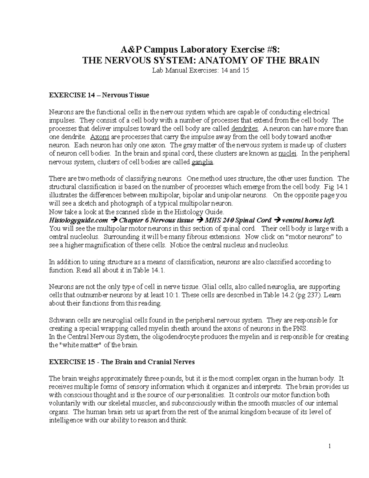 Lab 8- anatomy of nervous system MM - A&P Campus Laboratory Exercise #8 ...