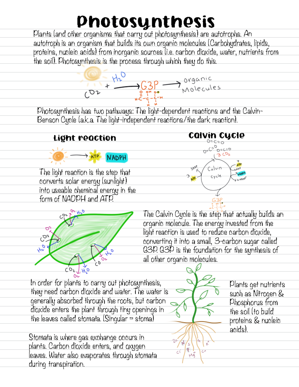 Photosynthesis - These are class notes taken from Arlene Osorio's ...
