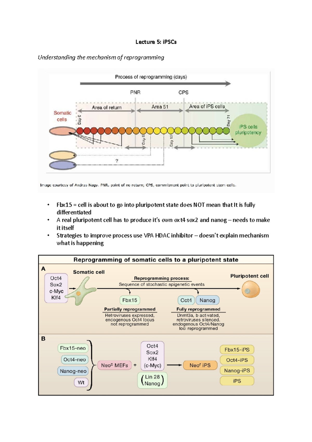 Stem Cells L5 - Lecture notes 5 - Lecture 5: iPSCs Understanding the ...