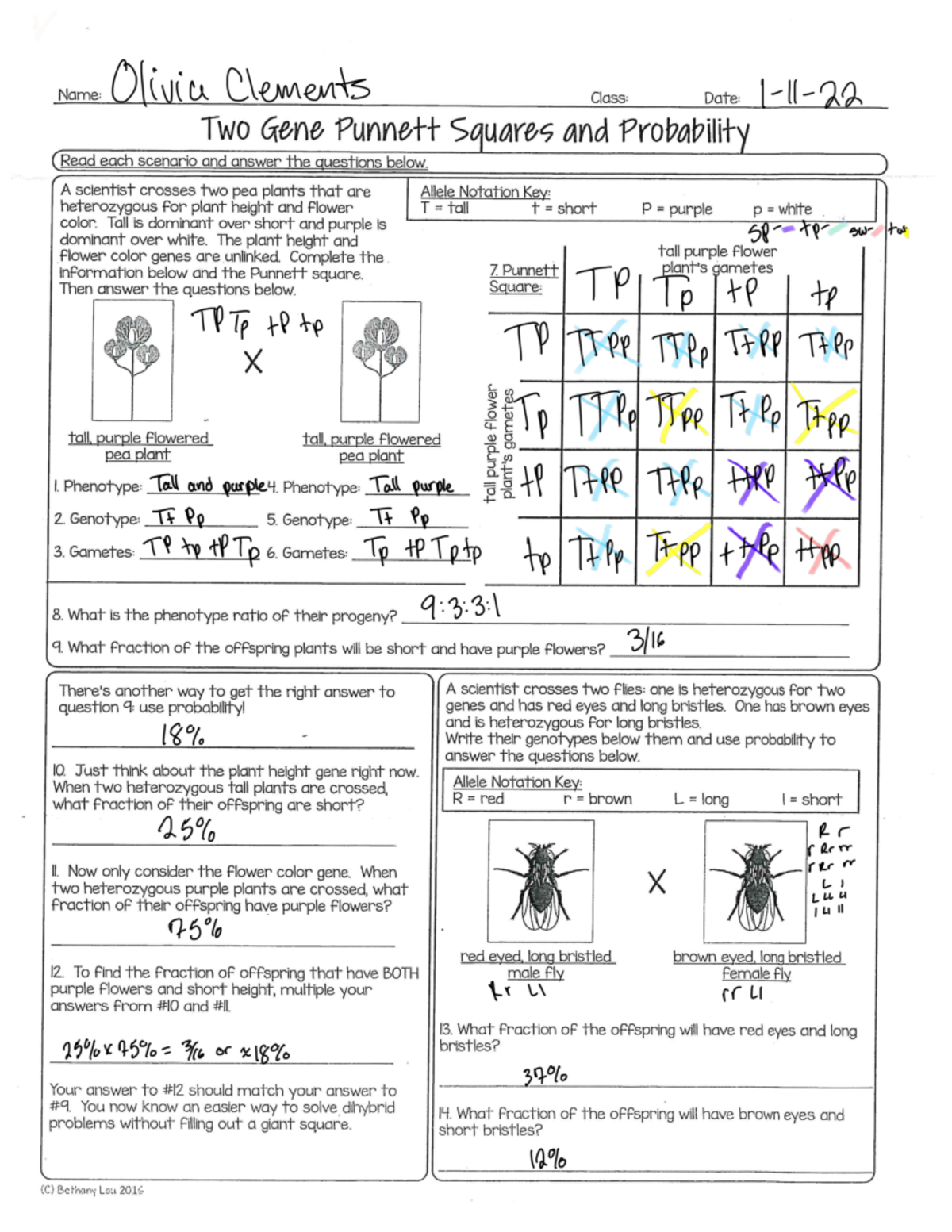 Mendelian Genetics Practice 7-9 and 10-12 - Studocu