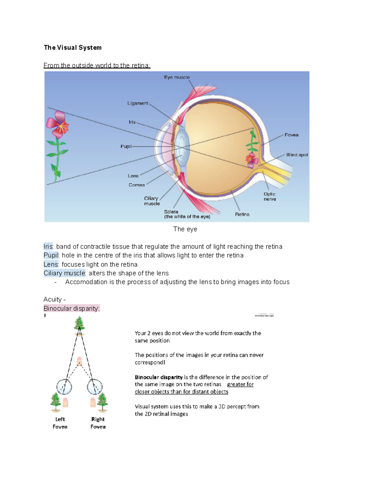 The Visual System - The Visual System From the outside world to the ...