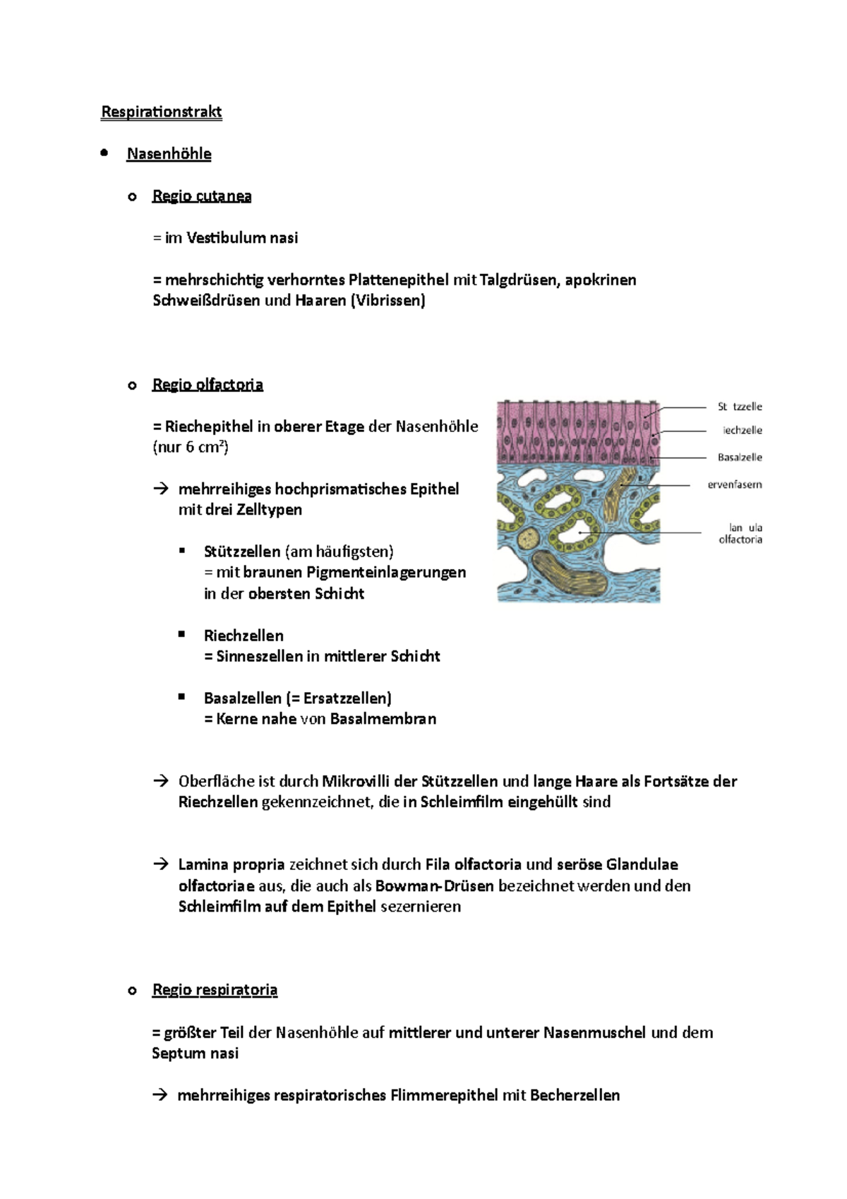 Respirationstrakt - Mikroanatomie TB5- Organlehre - Respirationstrakt ...