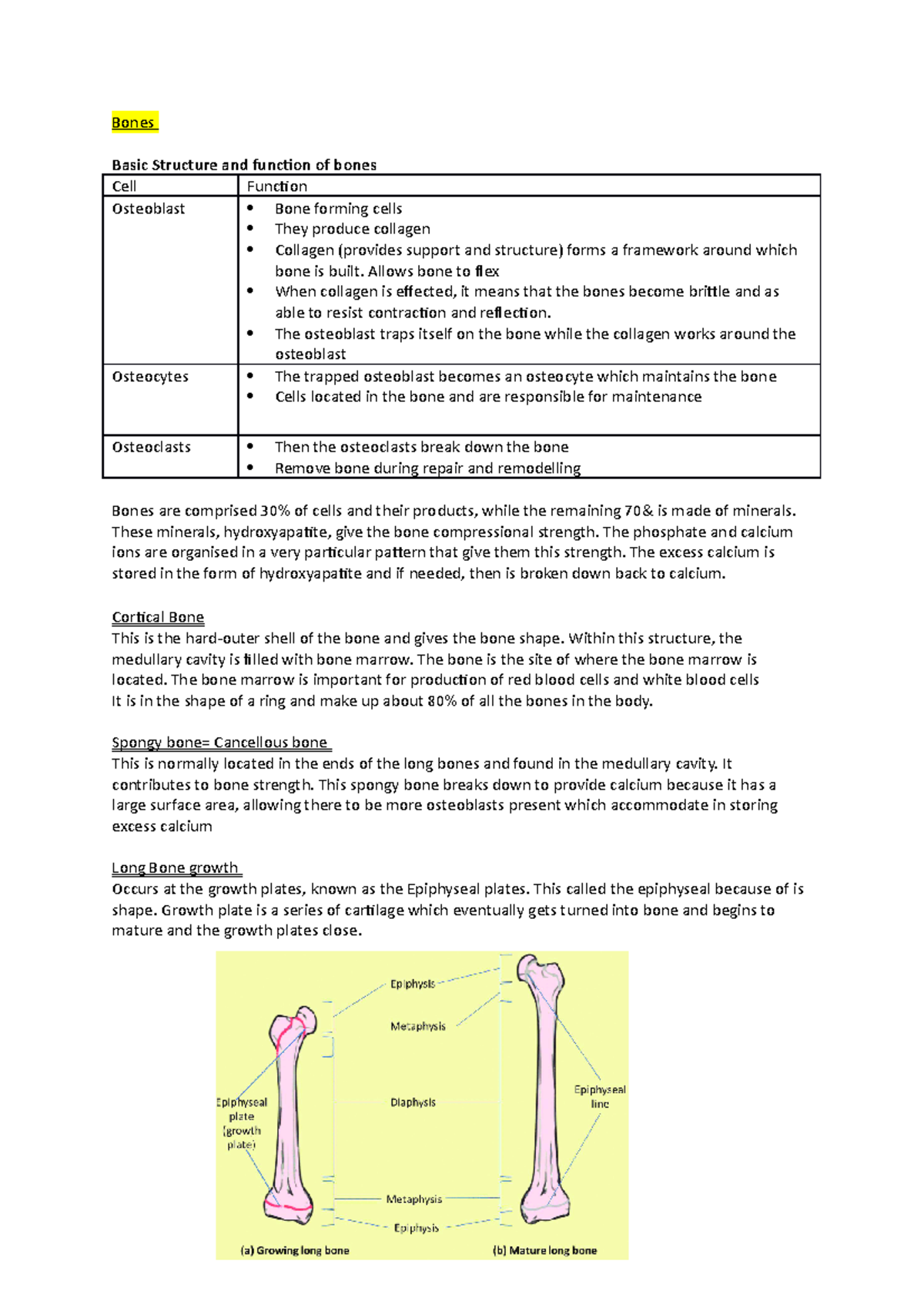 Bones - Bones Basic Structure and function of bones Cell Function ...