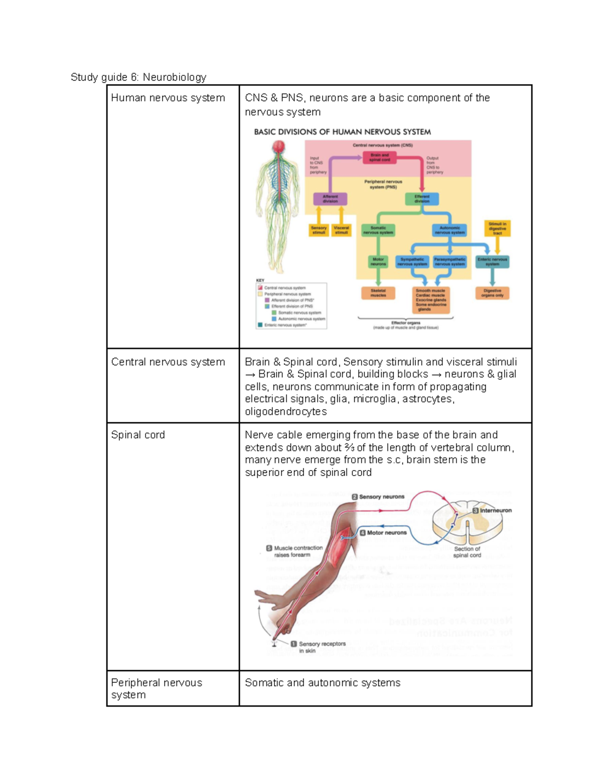 Psych 100 study guides for finals-1 - Study guide 6 : Neurobiology ...