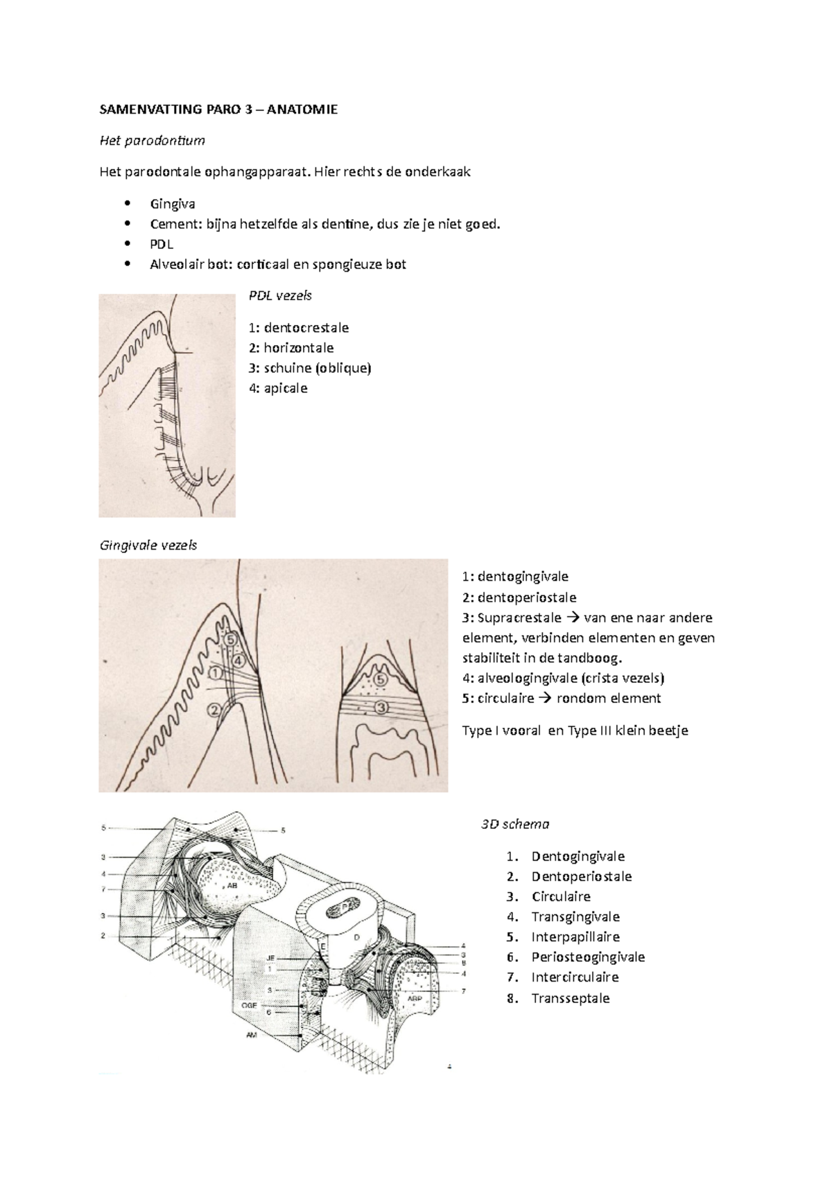 Samenvatting PARO 3 - Anatomie - SAMENVATTING PARO 3 – ANATOMIE Het ...
