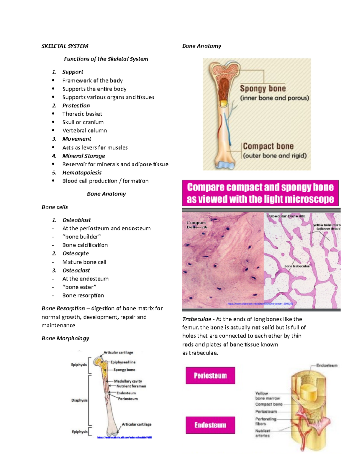 Anaphy LEC Prelim Skeletal System - Human Anatomy & Physiology with ...