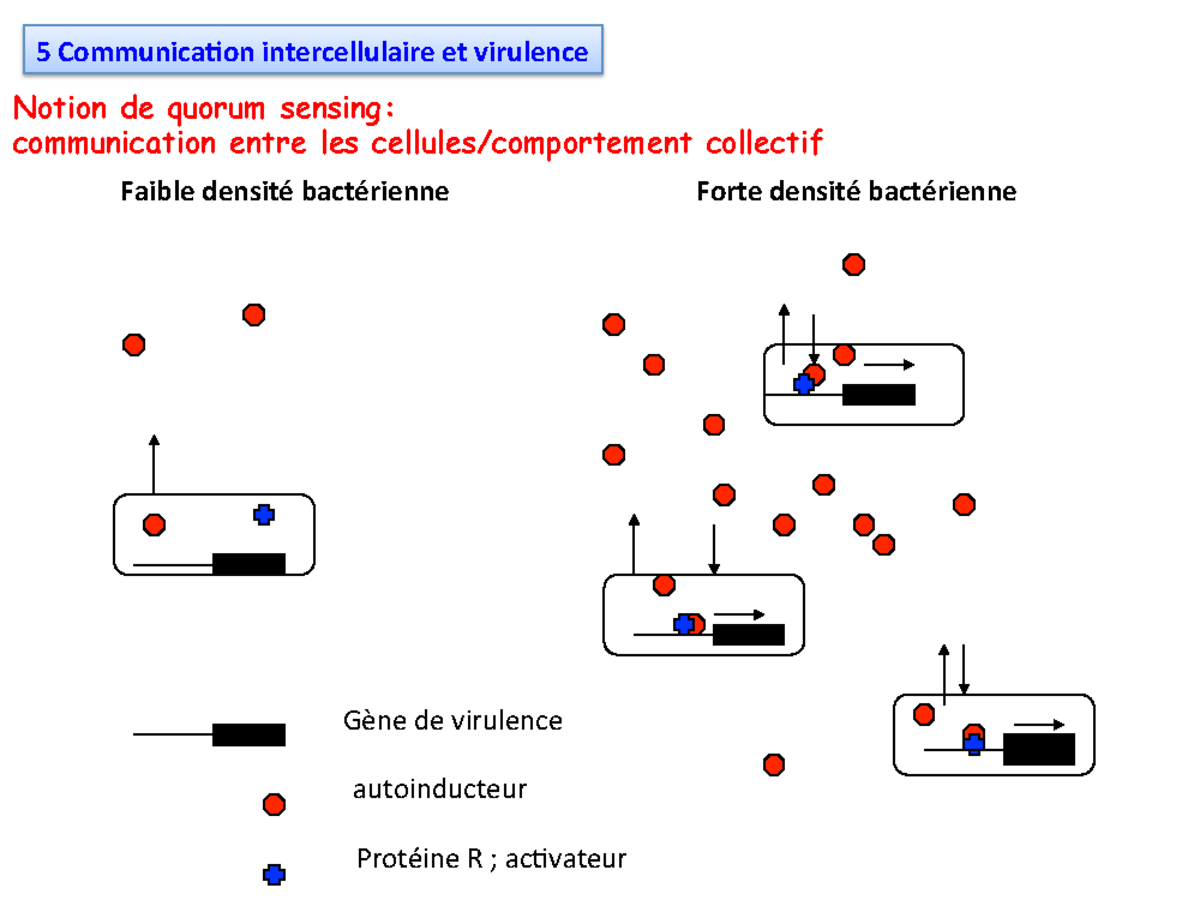 Cours 6 - Note du professeur - 5 Communica4on intercellulaire et ...