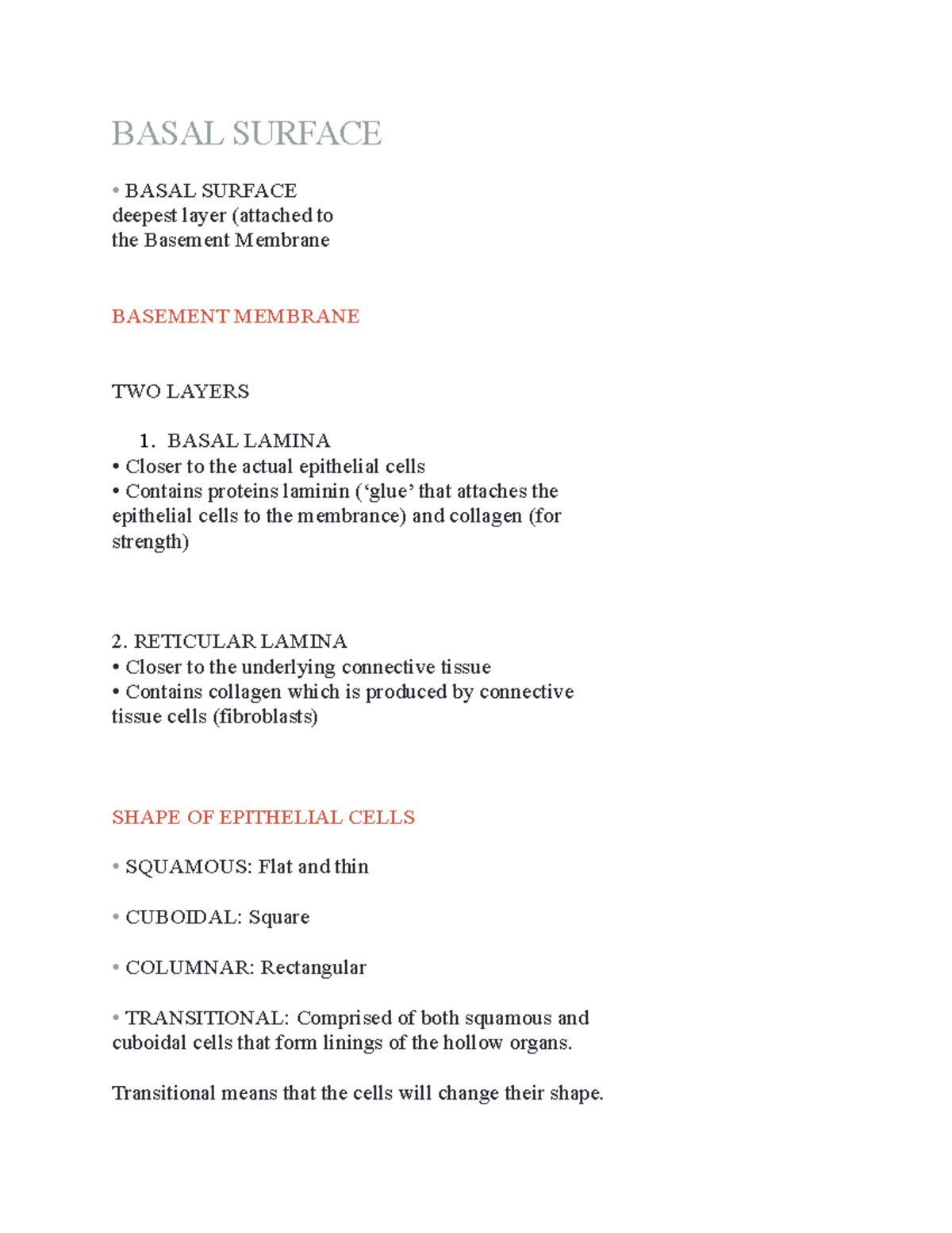 Basal Surface - BASAL SURFACE • BASAL SURFACE deepest layer (attached ...