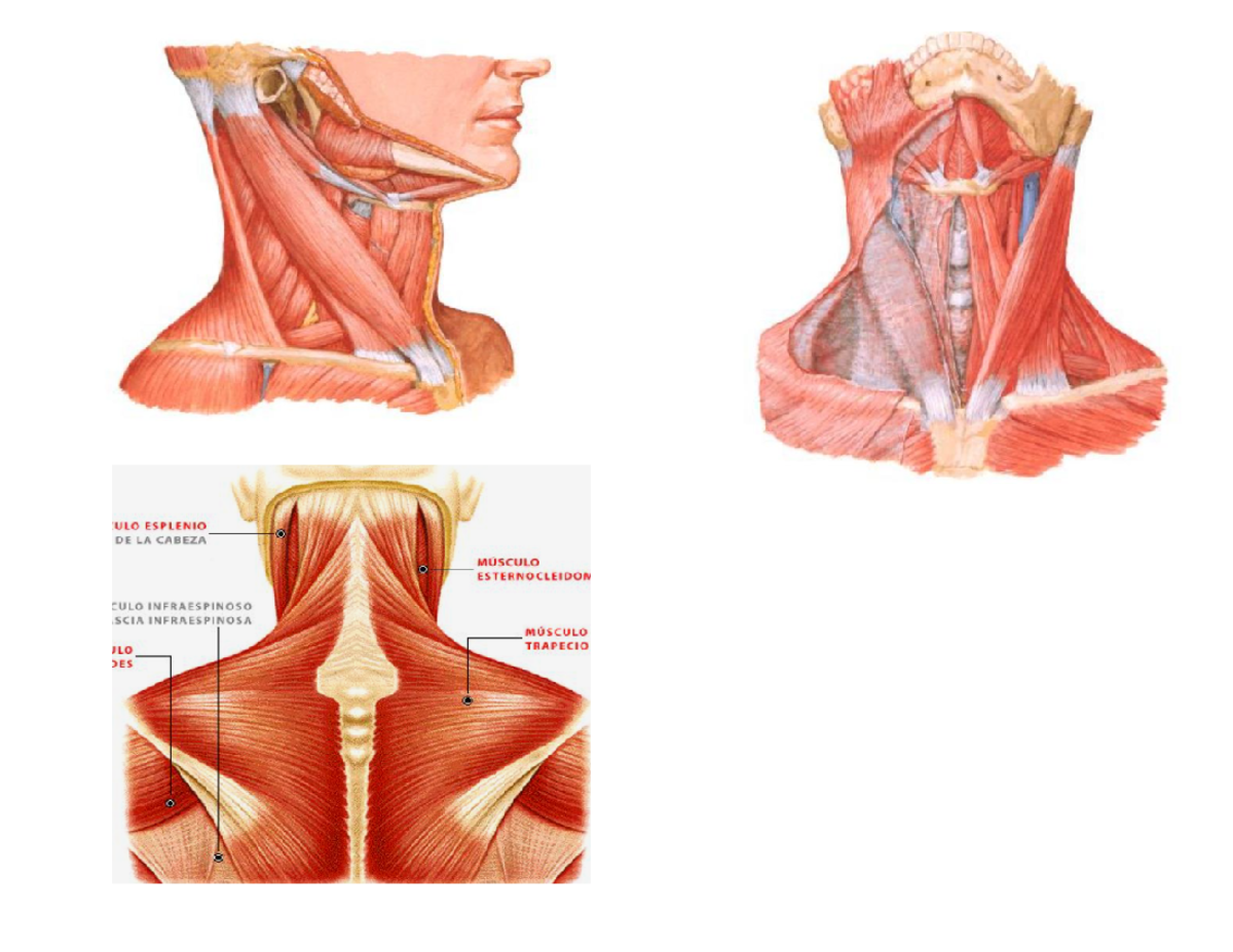 imagenes de apoyo sobre musculos de cuello - Anatomía de cabeza y cuello - Studocu