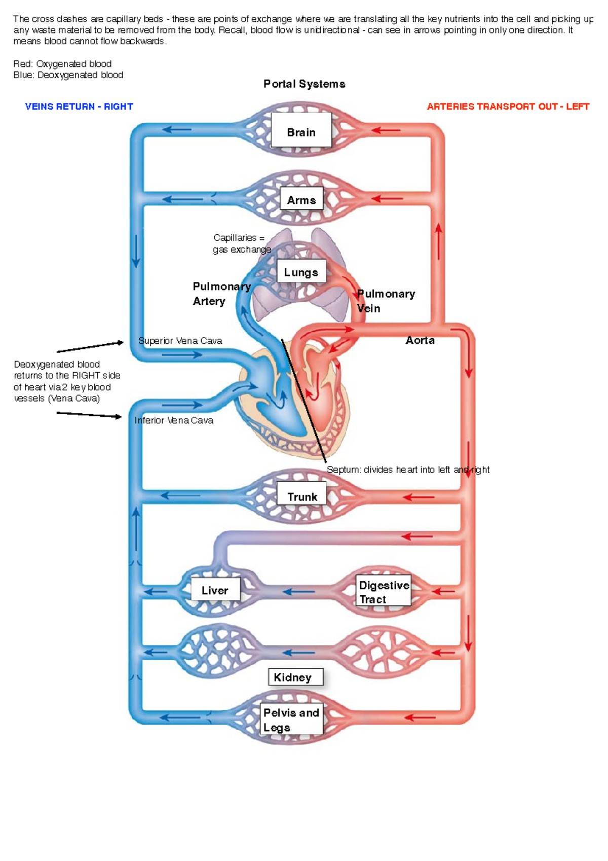 Blank circulation diagram for annotation - MEDS1001 - Studocu