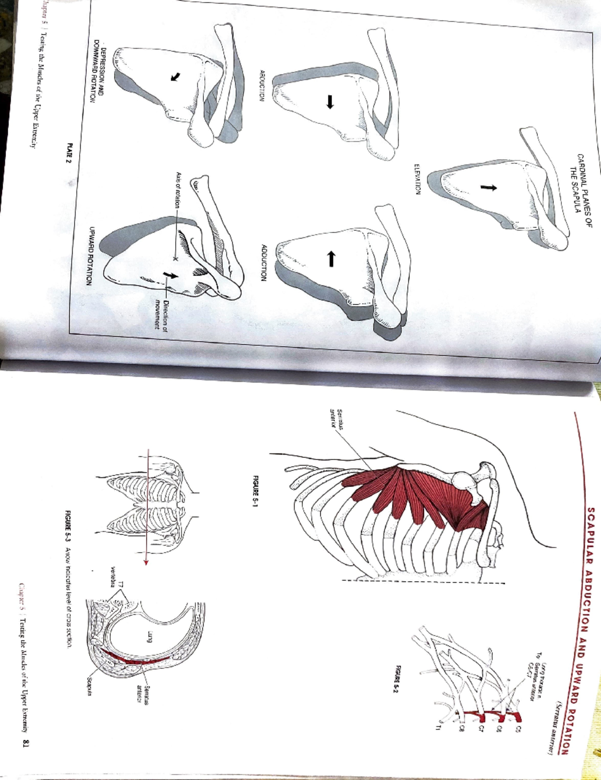 MMT Shoulder - Notes of Human Anatomy and Physiology - Studocu