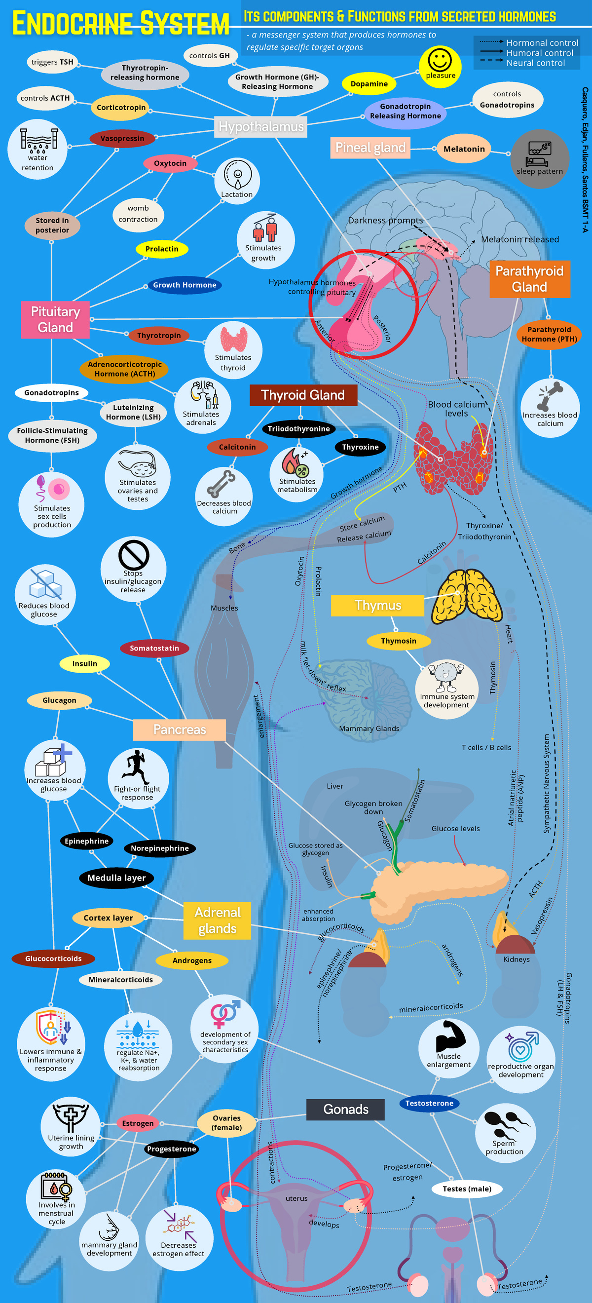 Endocrine System Infographic Visual Poster - sleep pattern ...