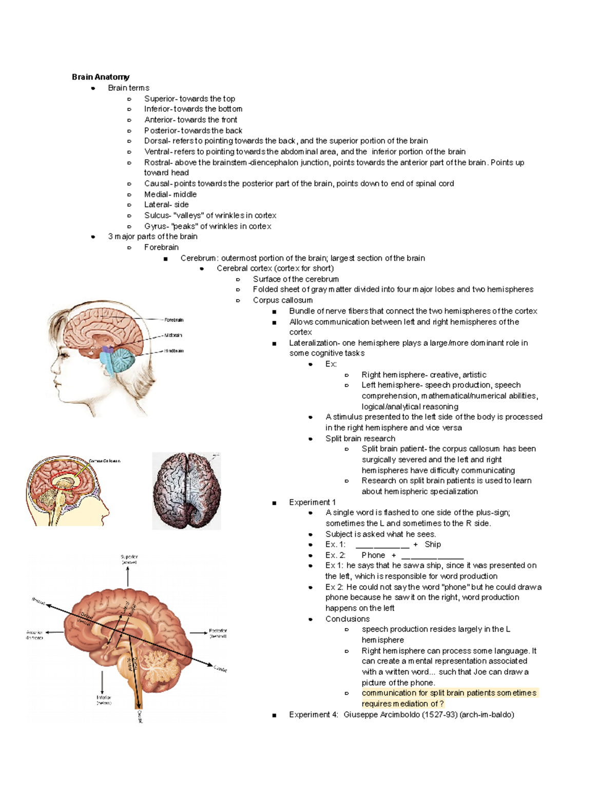 CGSC170 Brain Anatomy Notes - Brain Anatomy Brain terms Superior ...