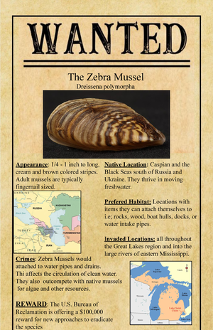 Invasive Wanted Poster Summary - Summary The Zebra Mussels are believed ...