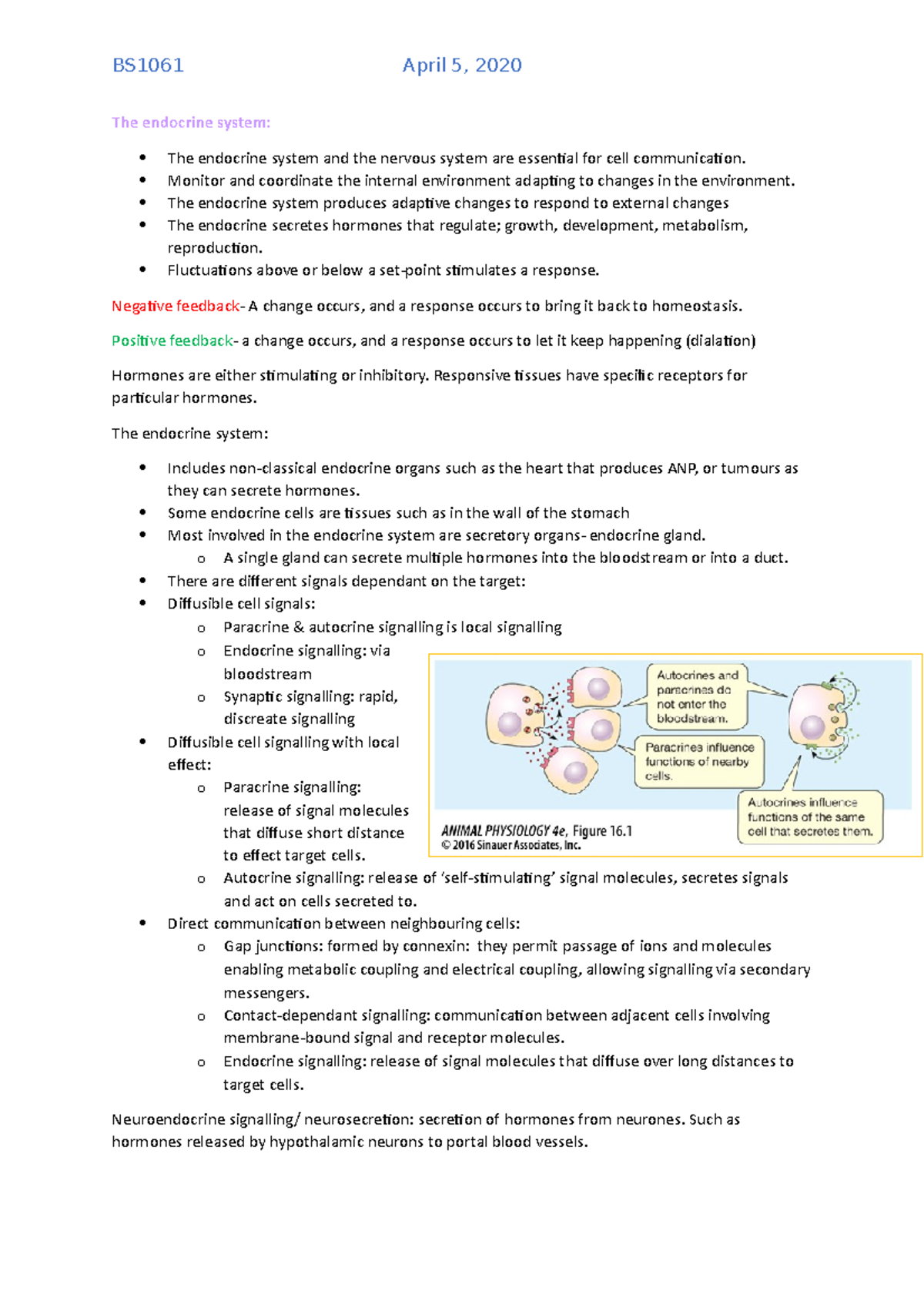 The endocrine system - Lecture notes L6 - The endocrine system: The ...