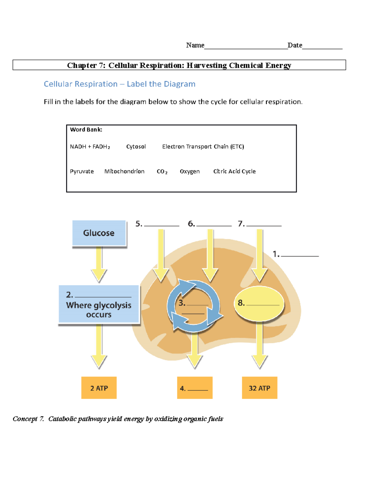 Cellular Respiration Diagram Fill In Blank
