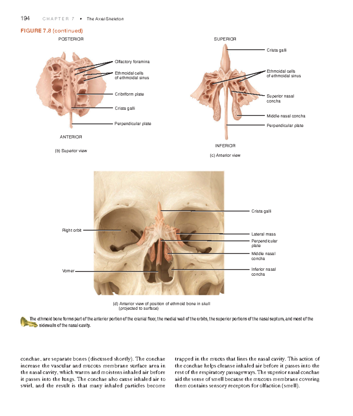 Anatomyandphy-82 - N/A - 194 C H A P T E R 7 • The Axial Skeleton ...