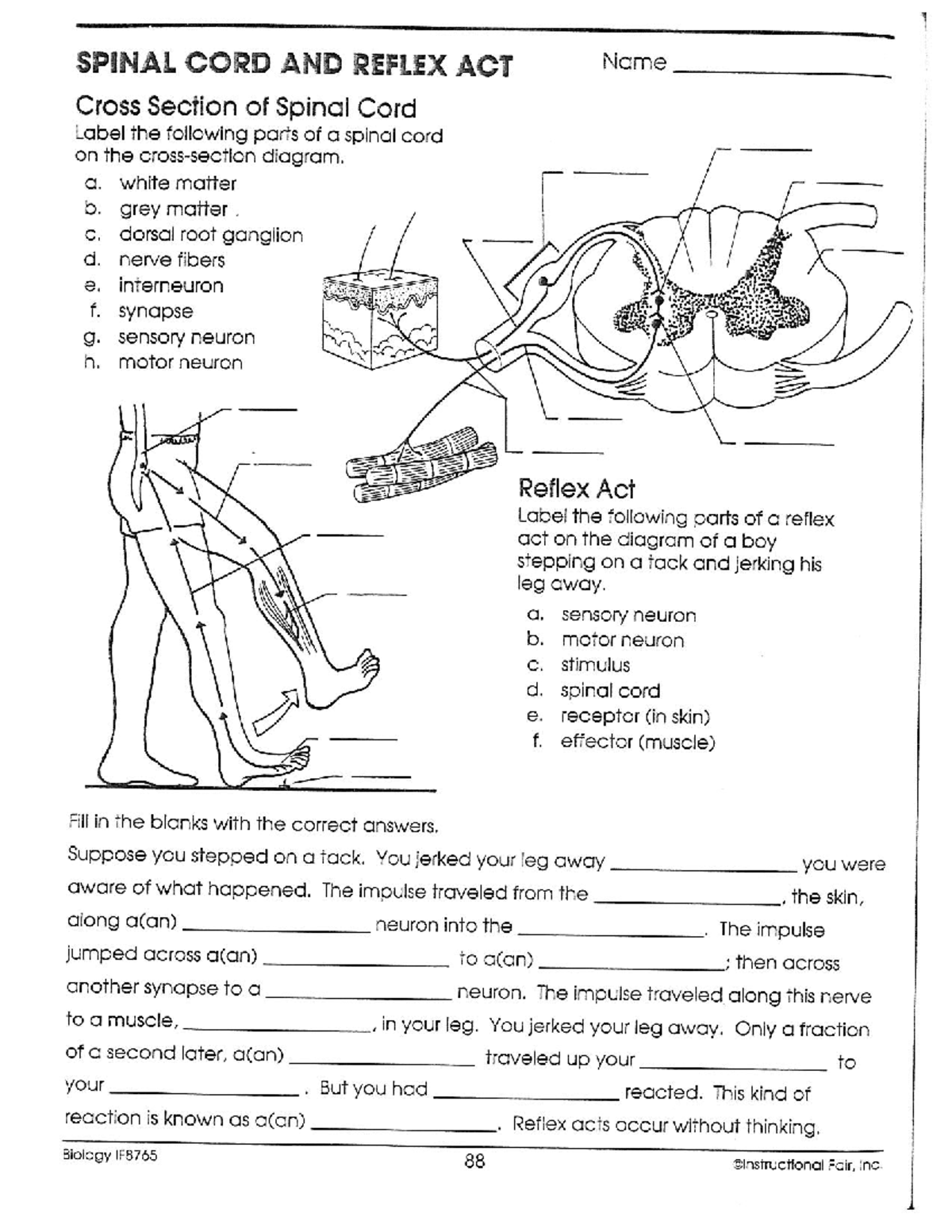 W11L9 Spinal Cord and Reflex Arc - Biol 0130 - MRU - Studocu