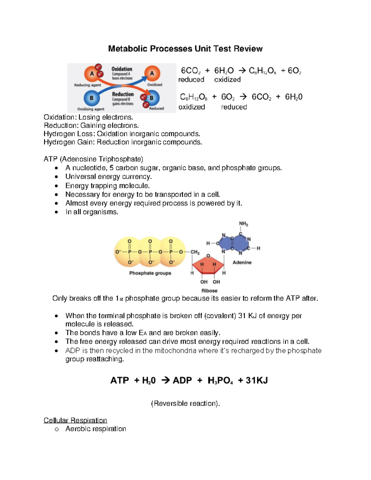 Metabolic Processes Unit Test Review - Metabolic Processes Unit Test ...