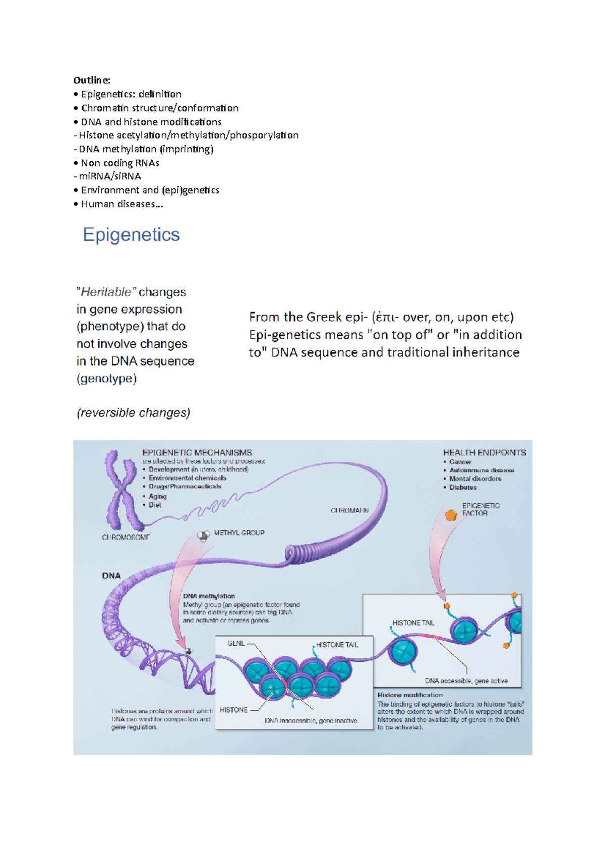 Week 11 Lecture - 'Epigenetics' - Outline: Epigenetics: definition ...
