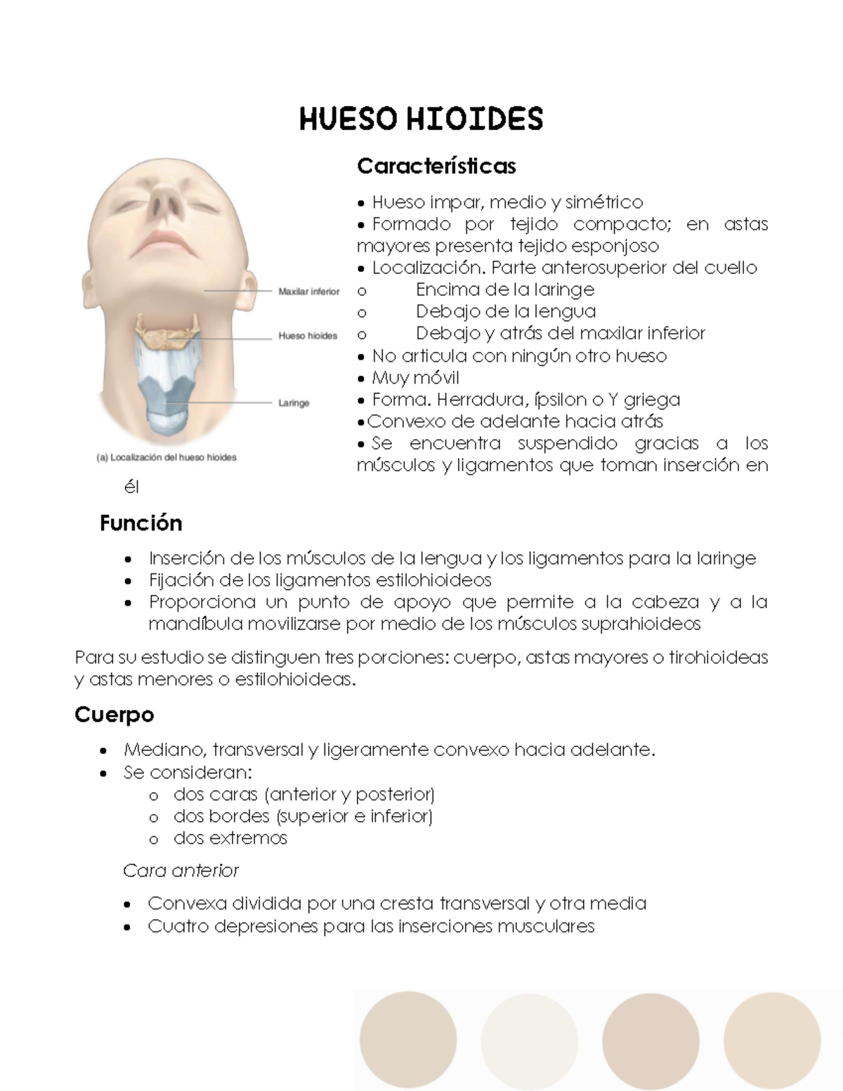 Hueso hioides y músculos de la regió anterior - Características Hueso ...
